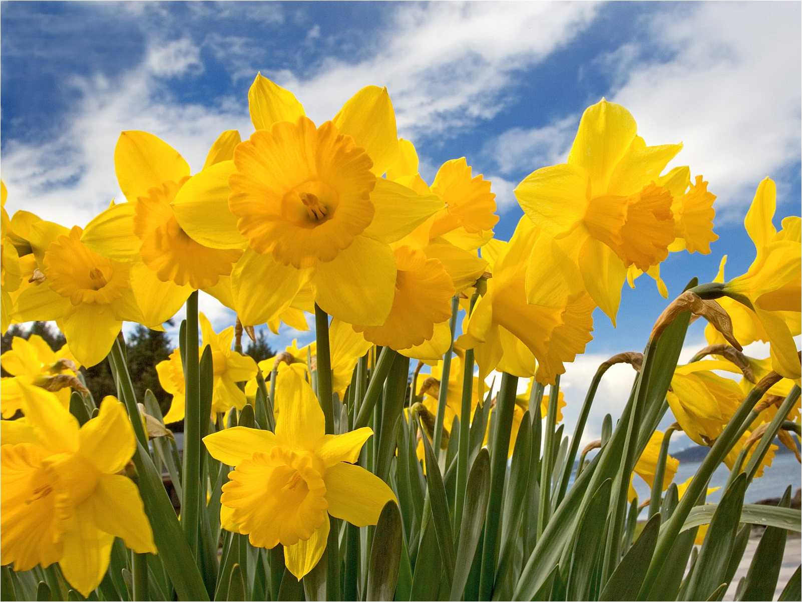 Daffodils Wallpapers - Top Free Daffodils Backgrounds - WallpaperAccess