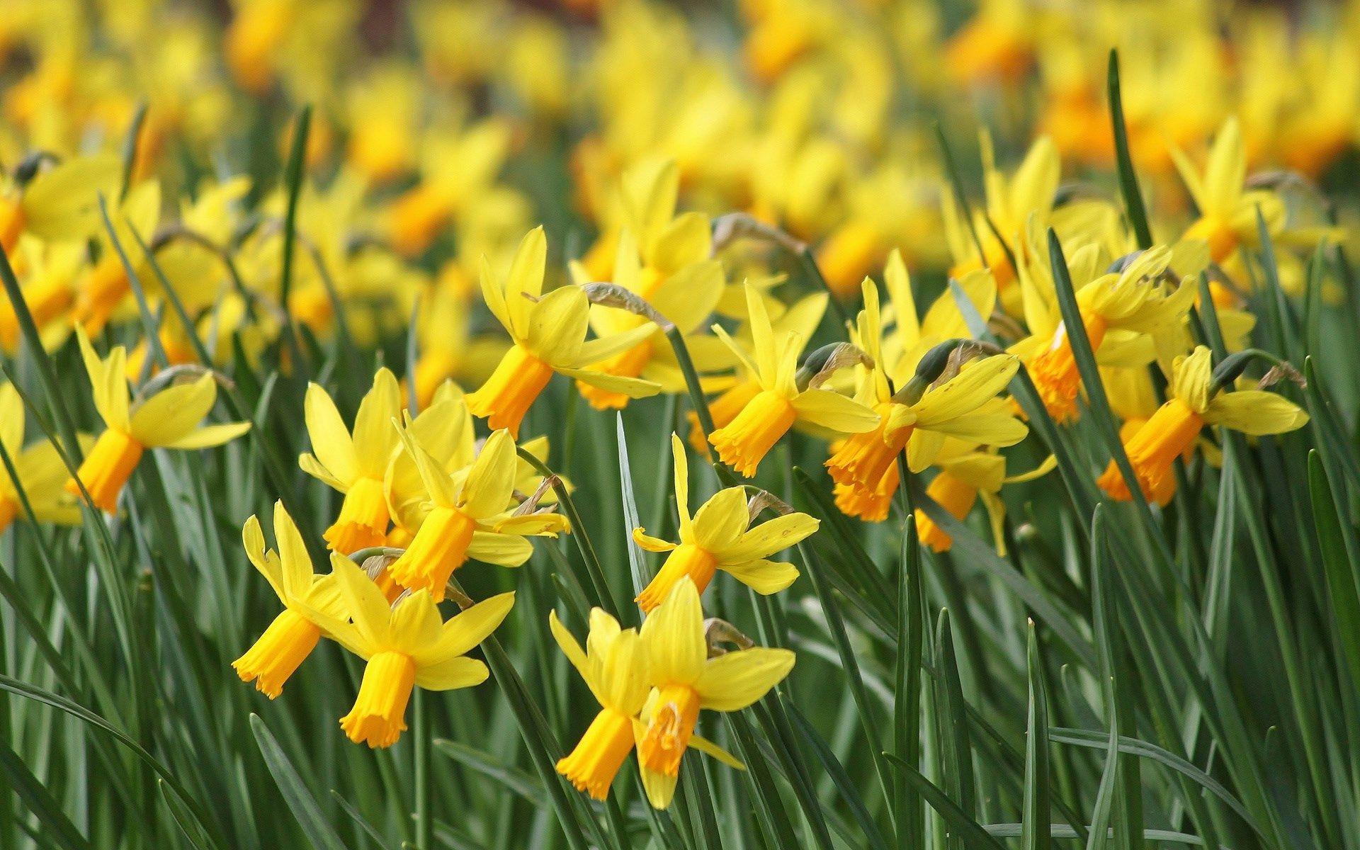 Daffodils Wallpapers - Top Free Daffodils Backgrounds - WallpaperAccess