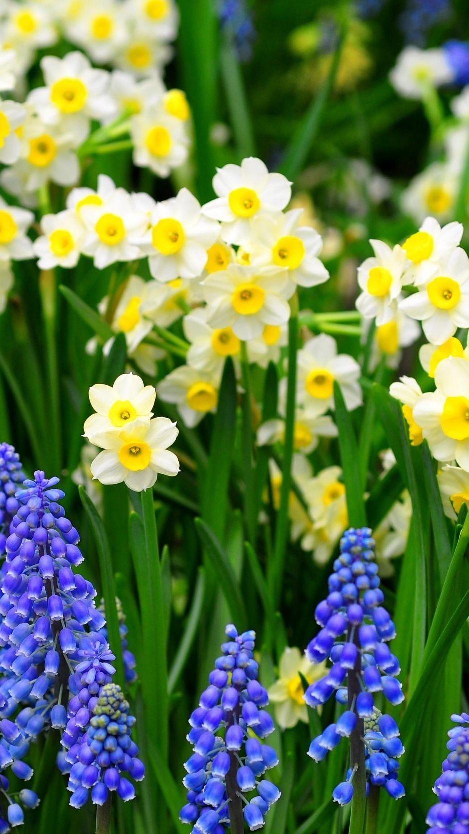 Daffodils Wallpapers - Top Free Daffodils Backgrounds - WallpaperAccess