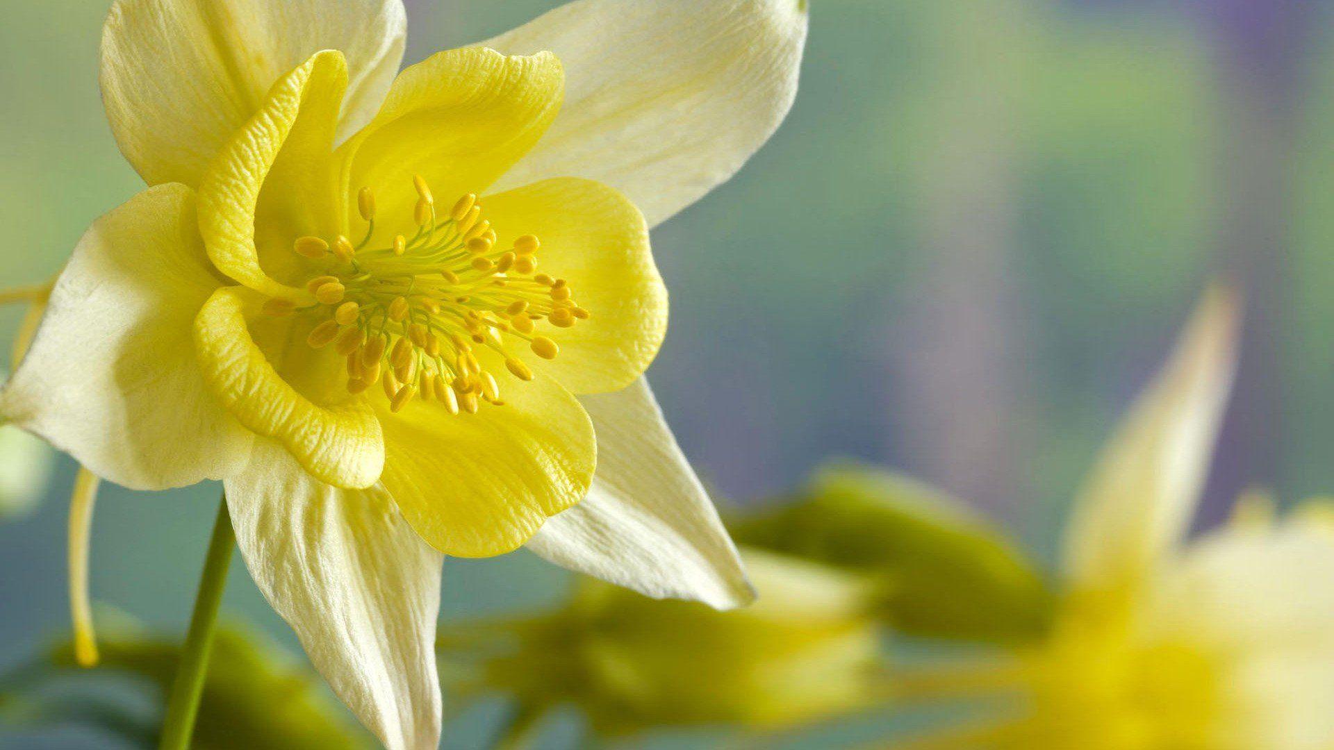 Daffodils Wallpapers - Top Free Daffodils Backgrounds - WallpaperAccess