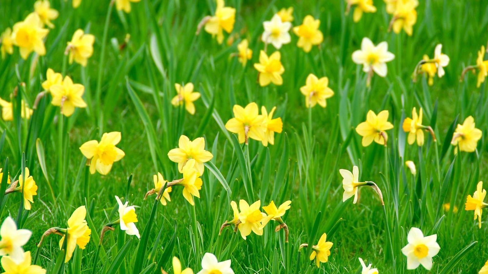 Daffodils Wallpapers - Top Free Daffodils Backgrounds - WallpaperAccess