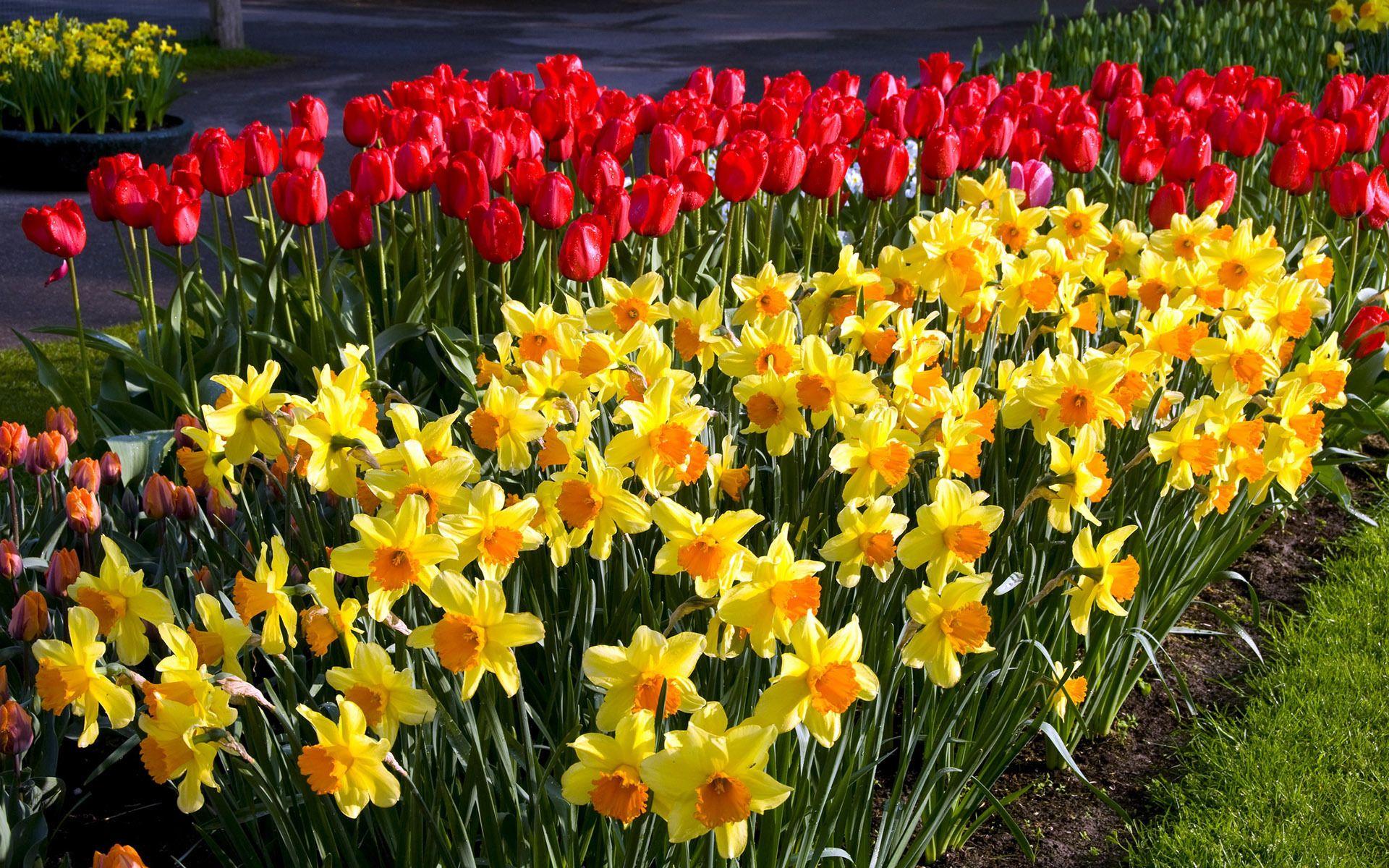 Daffodils Wallpapers - Top Free Daffodils Backgrounds - WallpaperAccess