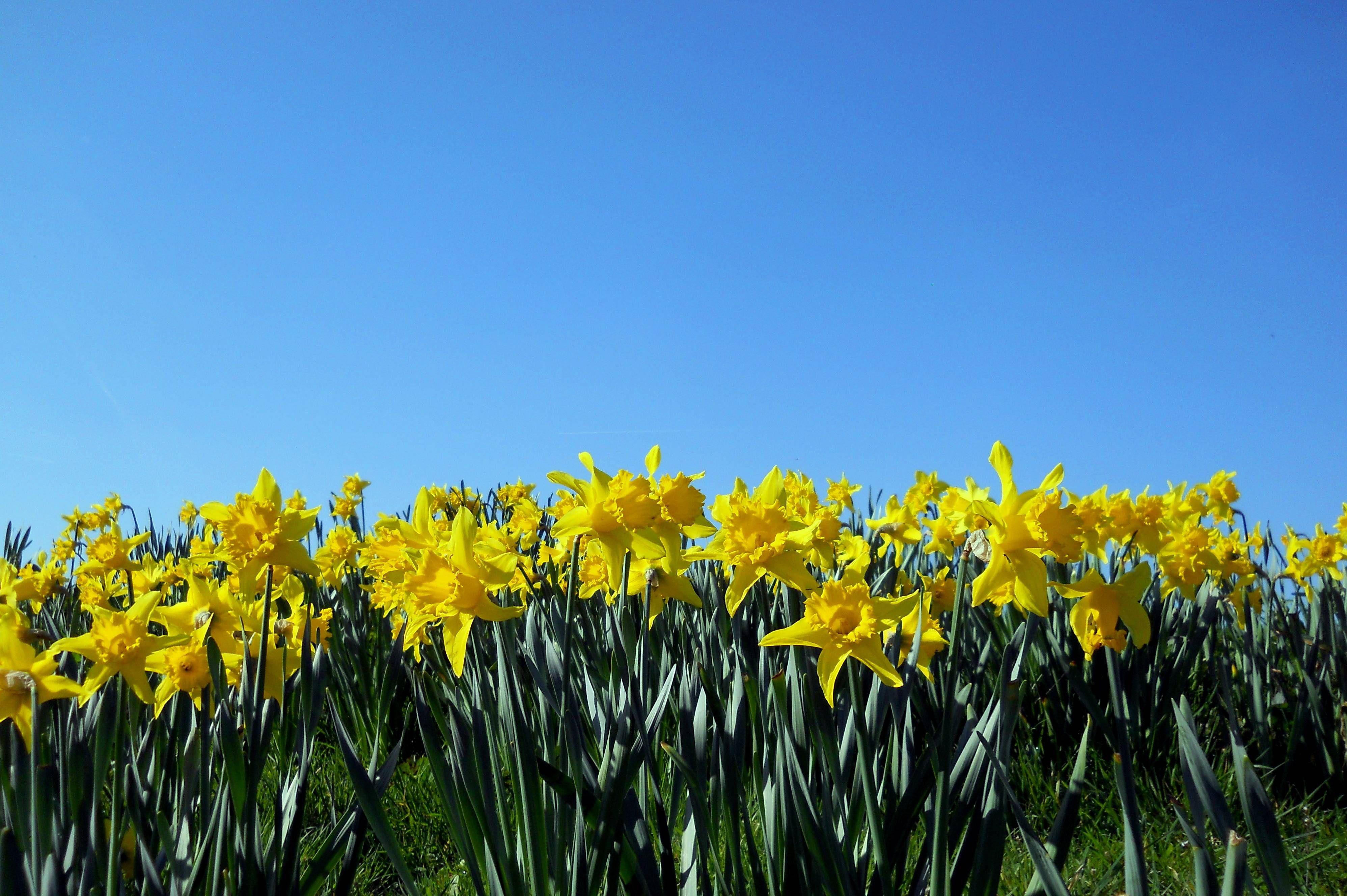 Daffodils Wallpapers - Top Free Daffodils Backgrounds - WallpaperAccess