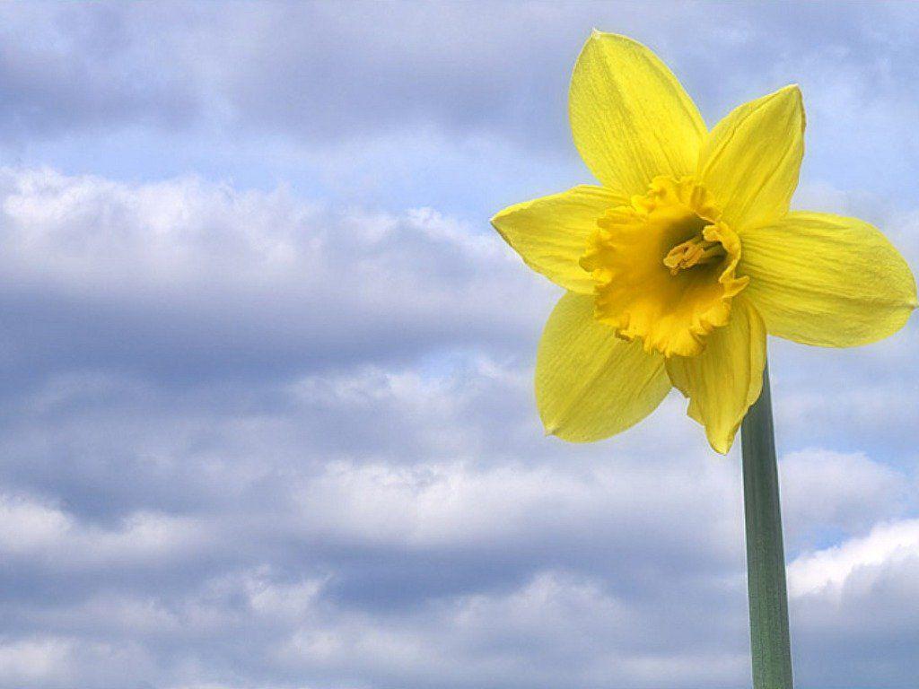 Daffodils Wallpapers - Top Free Daffodils Backgrounds - WallpaperAccess