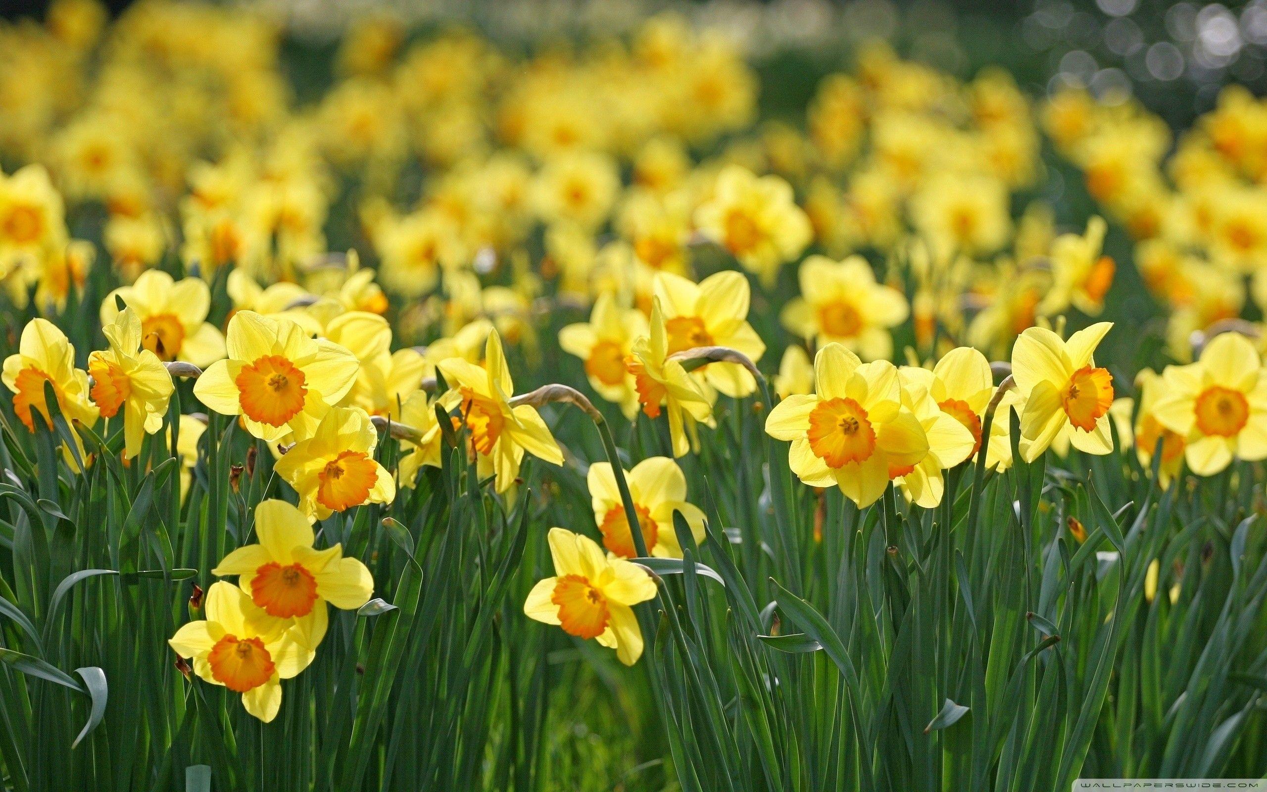 Daffodils Wallpapers - Top Free Daffodils Backgrounds - WallpaperAccess