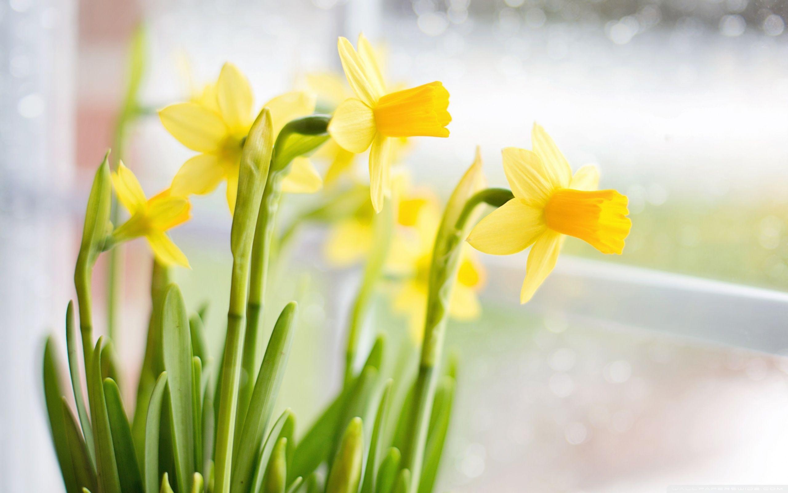 Daffodils Wallpapers - Top Free Daffodils Backgrounds - WallpaperAccess