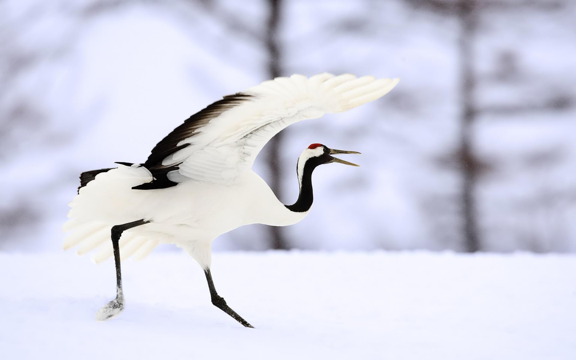 Japanese Crane Bird Wallpaper