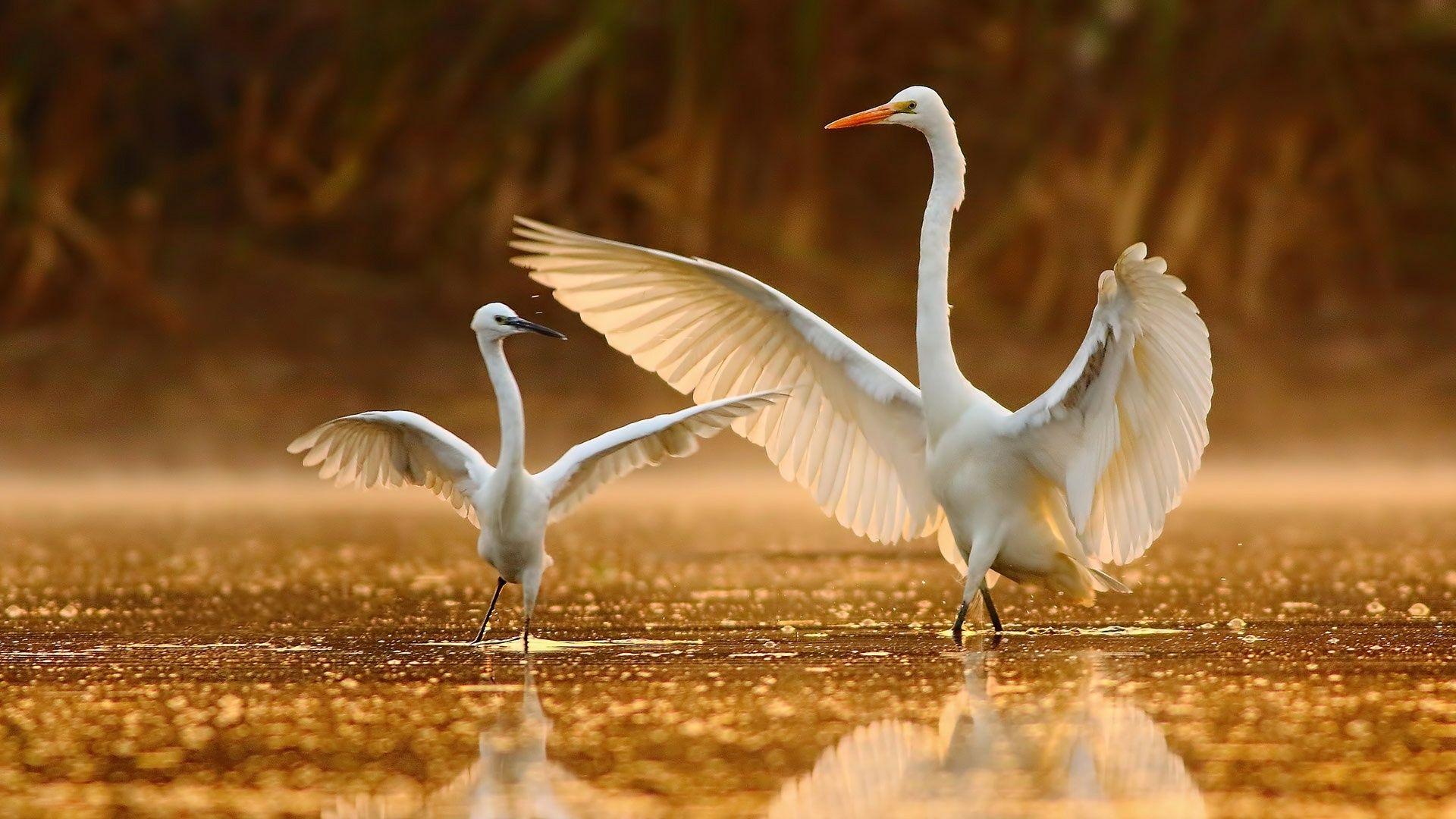 Crane Bird Wallpapers - Top Free Crane Bird Backgrounds - WallpaperAccess