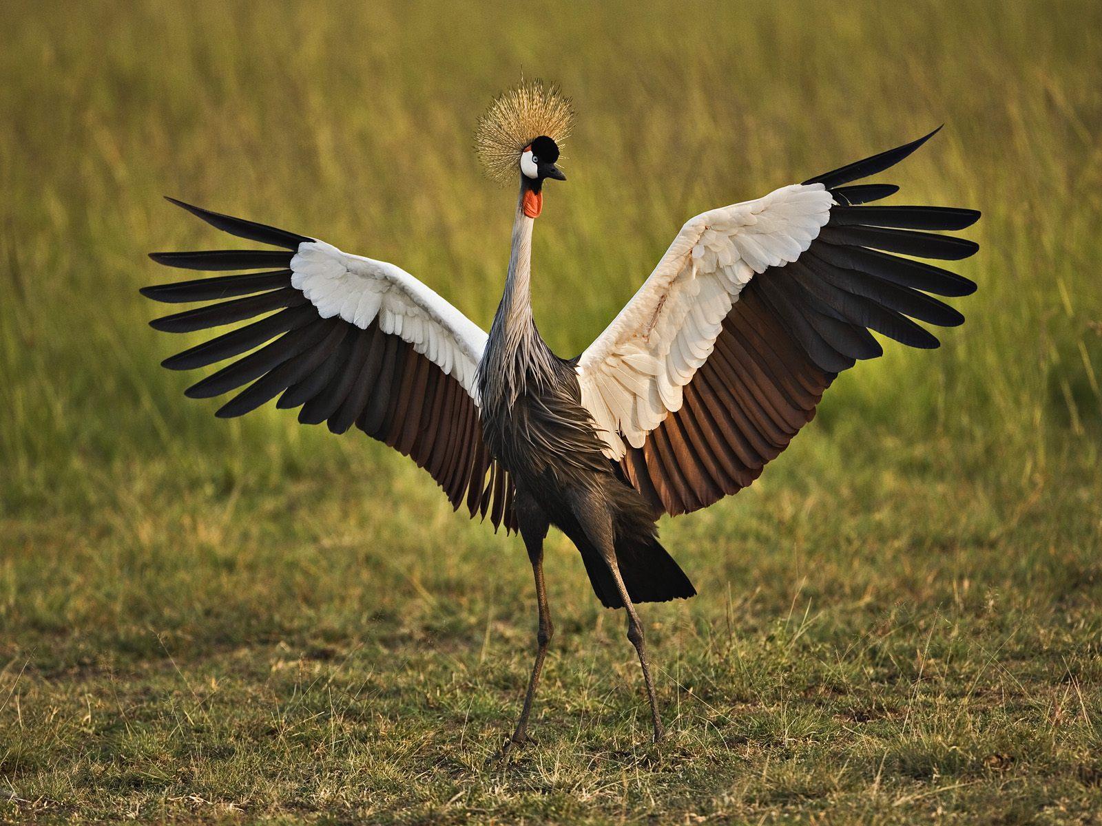 Crane Bird Wallpapers - Top Free Crane Bird Backgrounds - WallpaperAccess