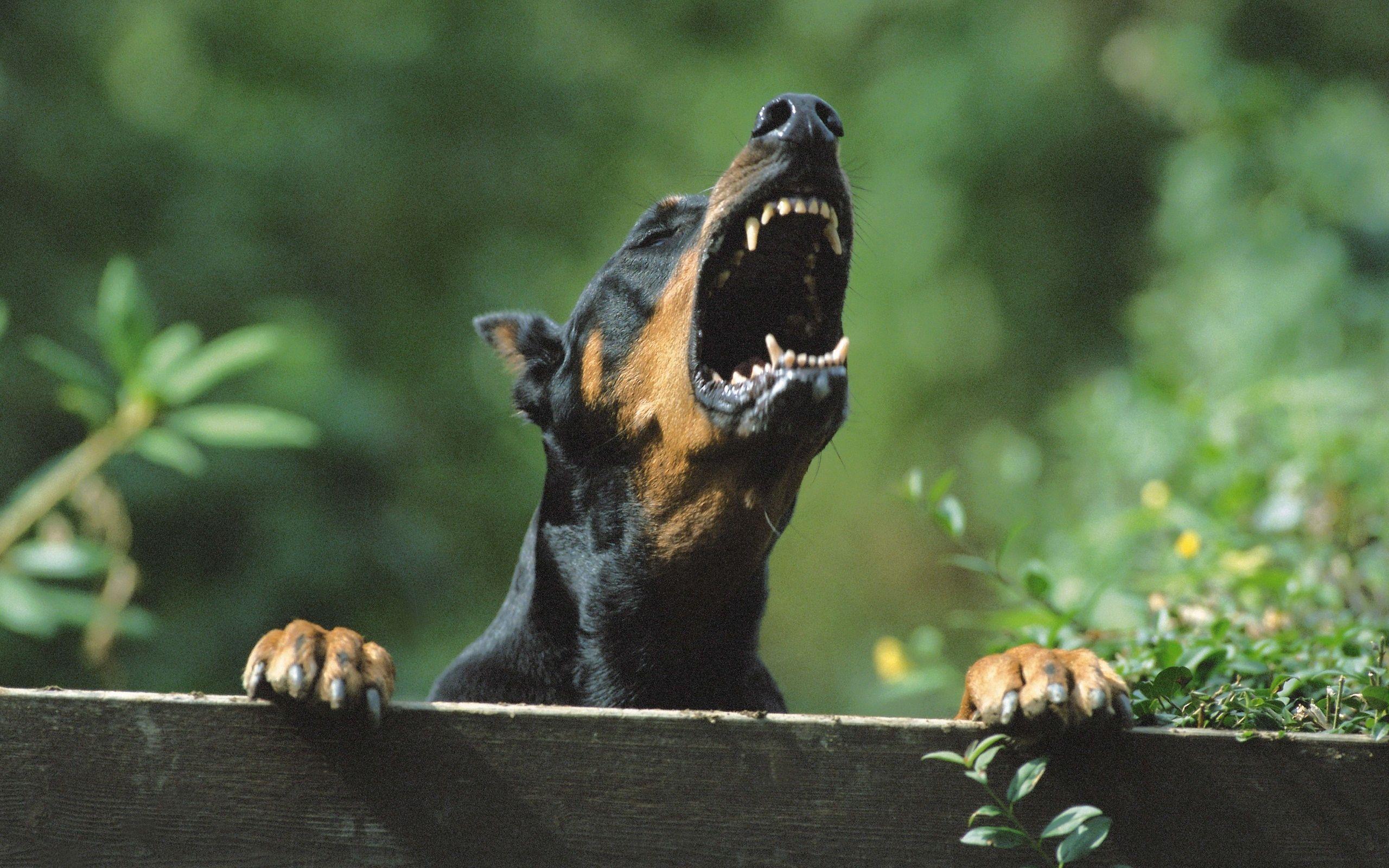Angry Doberman Wallpapers - Top Free Angry Doberman Backgrounds ...