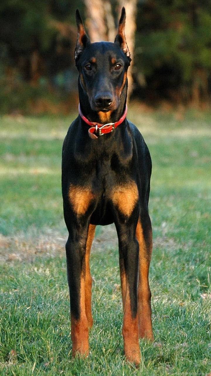 Angry Doberman Wallpapers - Top Free Angry Doberman Backgrounds ...