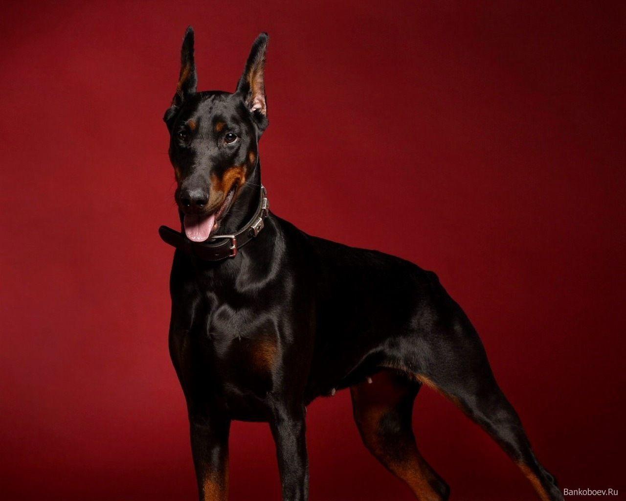 Angry Doberman Wallpapers - Top Free Angry Doberman Backgrounds ...