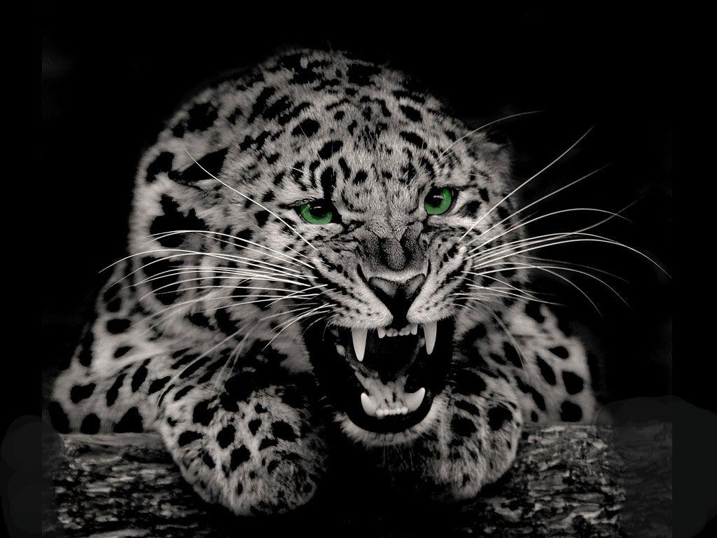 Leopard Black and White Wallpapers - Top Free Leopard Black and White ...