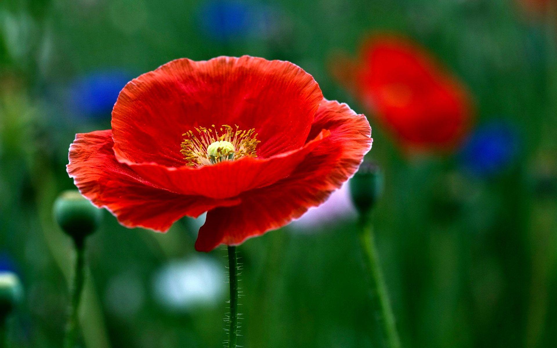 Poppy Flowers HD Wallpapers - Top Free Poppy Flowers HD Backgrounds ...