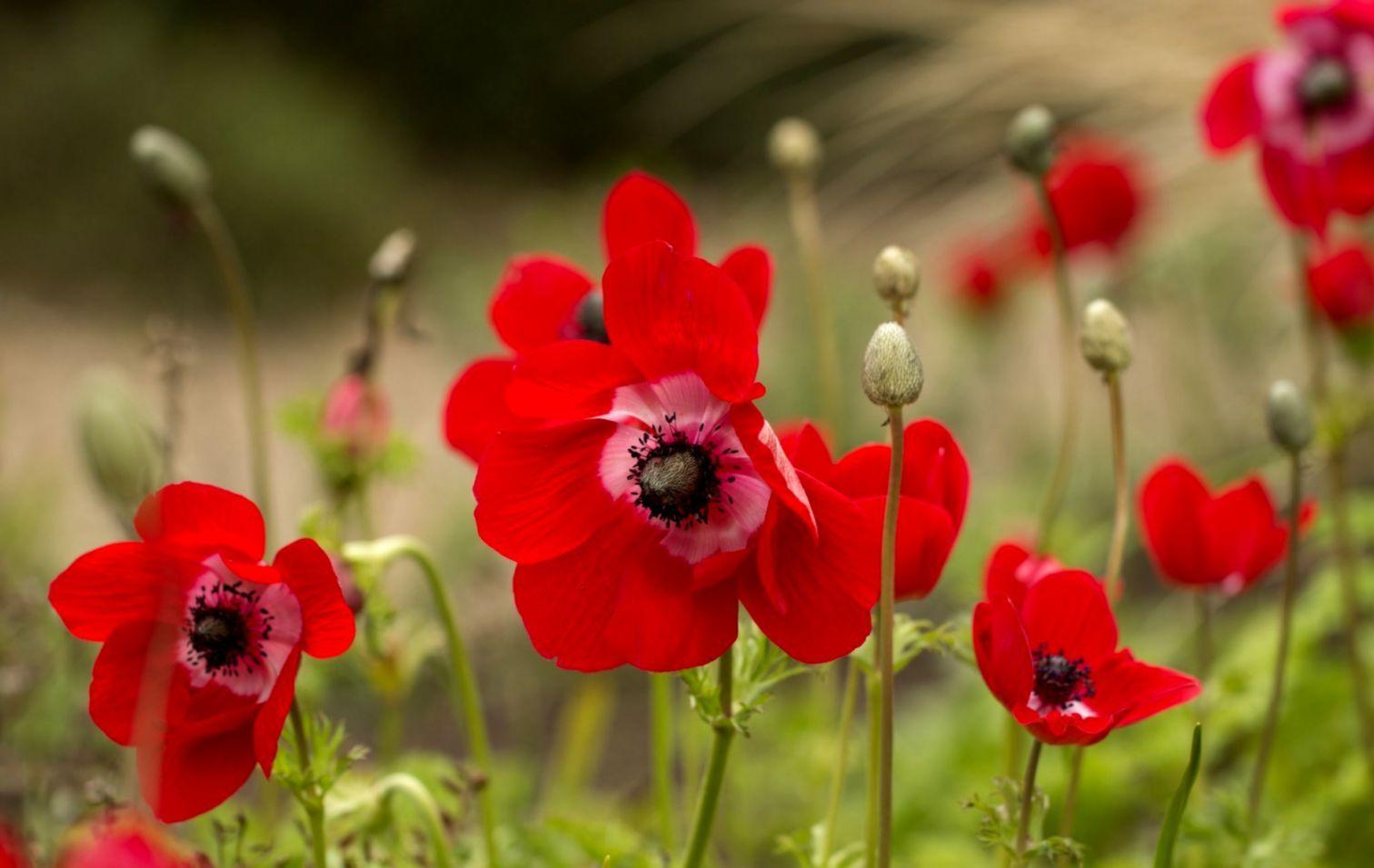 Poppy Flowers HD Wallpapers - Top Free Poppy Flowers HD Backgrounds ...