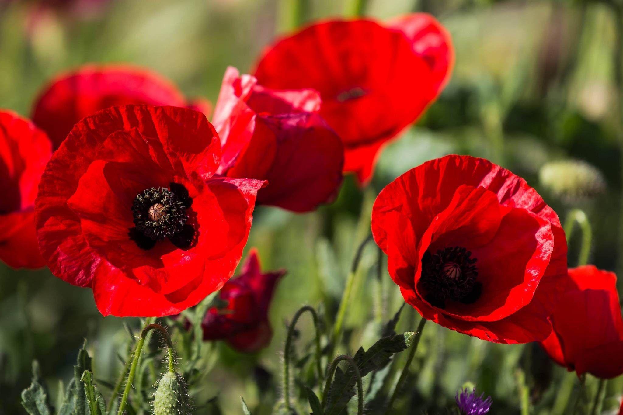 Poppy Flowers HD Wallpapers - Top Free Poppy Flowers HD Backgrounds ...