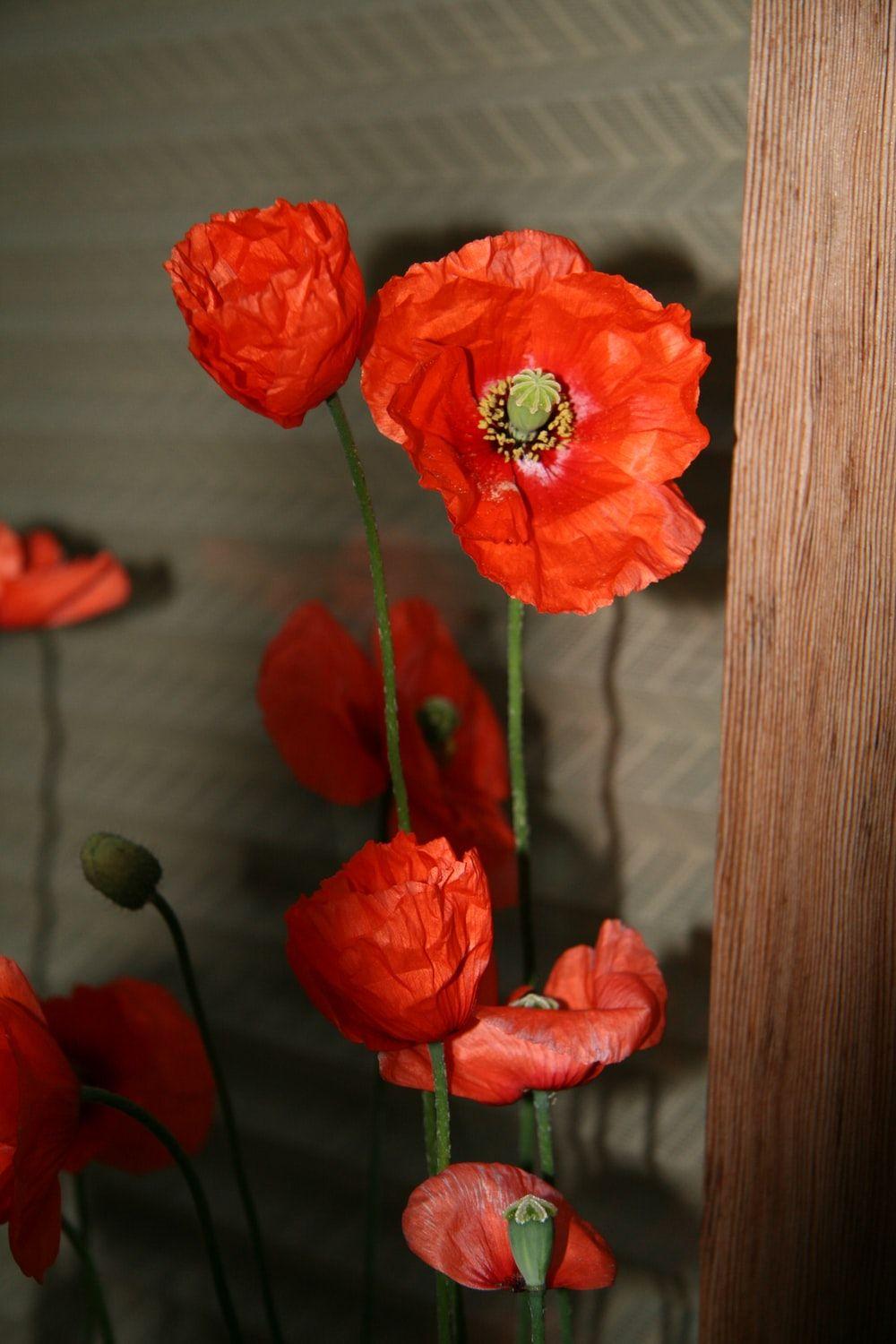 Poppy Flowers HD Wallpapers - Top Free Poppy Flowers HD Backgrounds ...