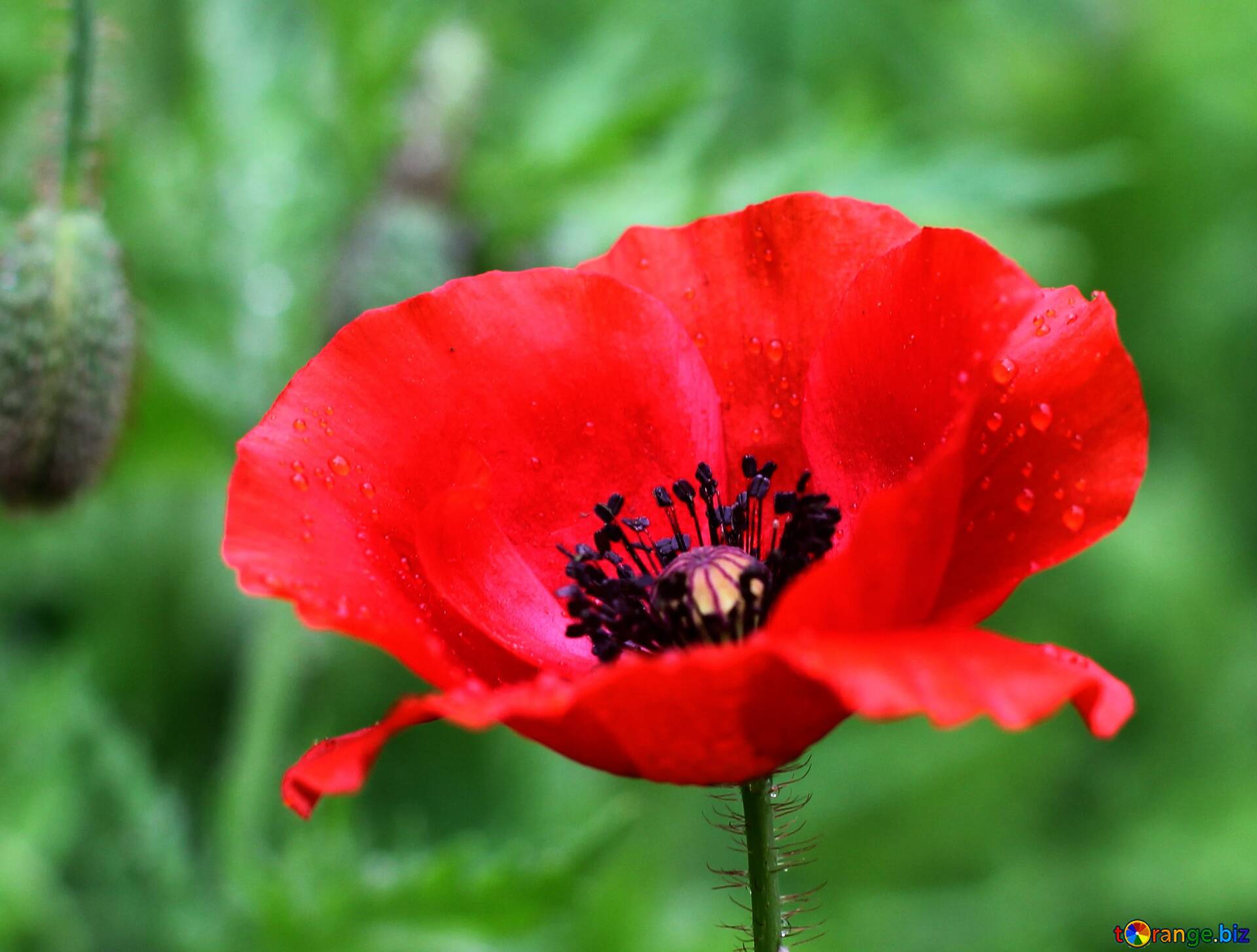 Poppy Flowers HD Wallpapers - Top Free Poppy Flowers HD Backgrounds ...