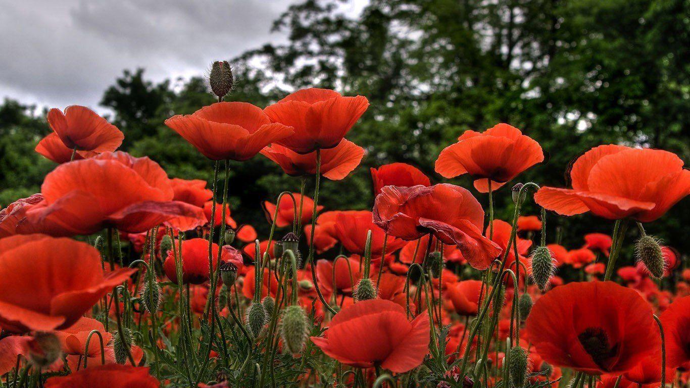 Poppy Flowers HD Wallpapers - Top Free Poppy Flowers HD Backgrounds ...