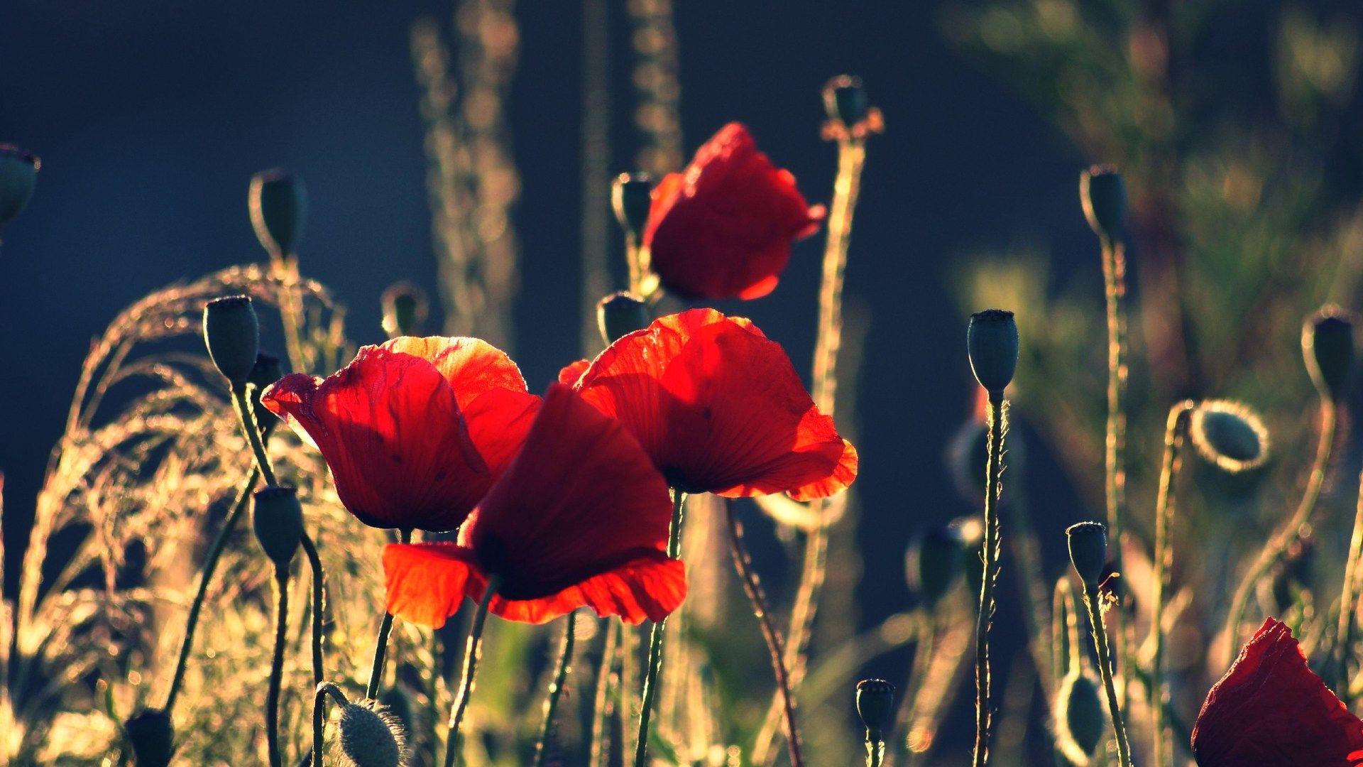Poppy Flowers HD Wallpapers - Top Free Poppy Flowers HD Backgrounds ...