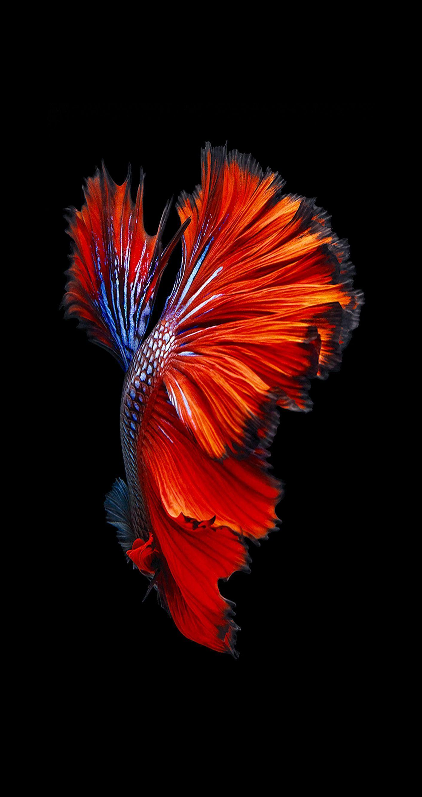 IPhone 6s Wallpapers Top Free IPhone 6s Backgrounds WallpaperAccess