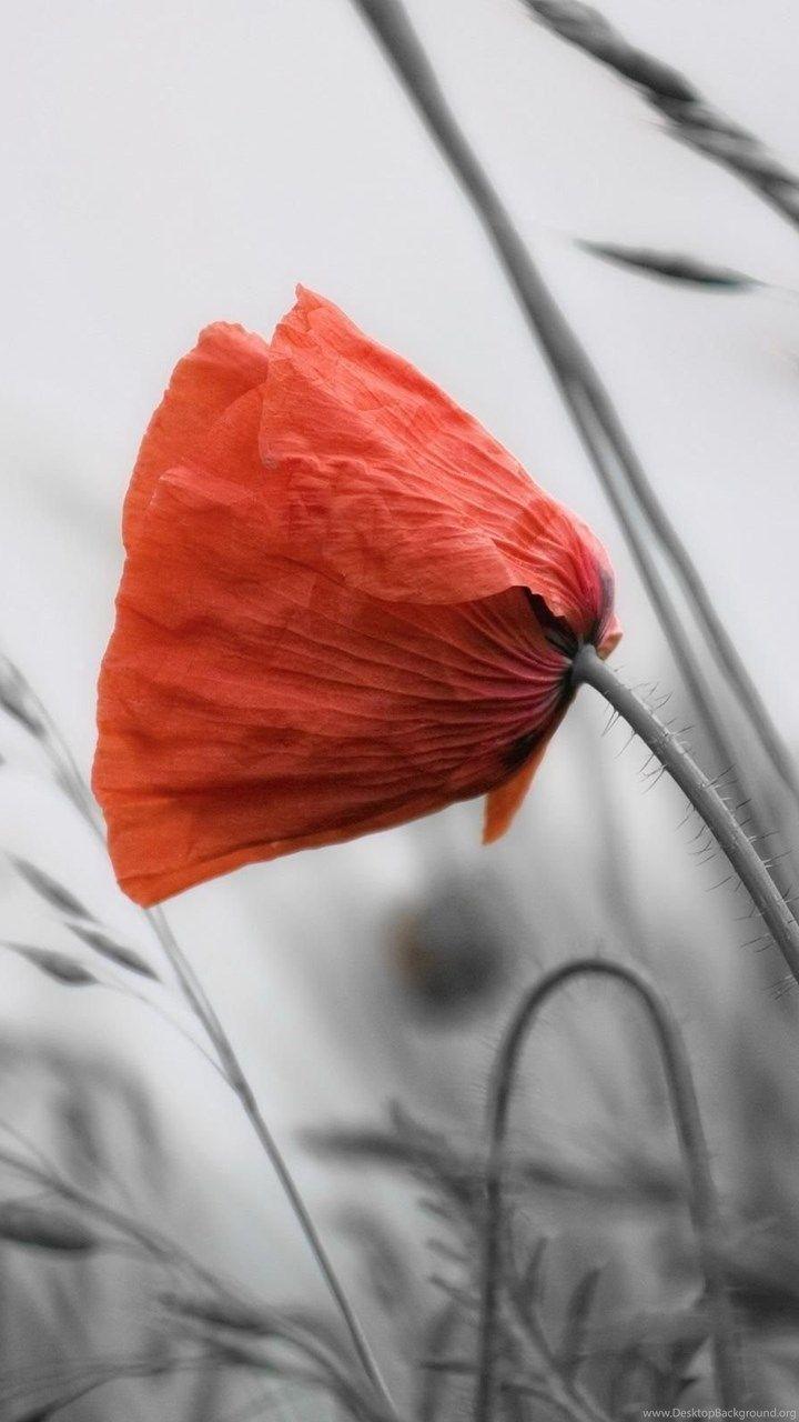 Poppy Flowers HD Wallpapers - Top Free Poppy Flowers HD Backgrounds ...