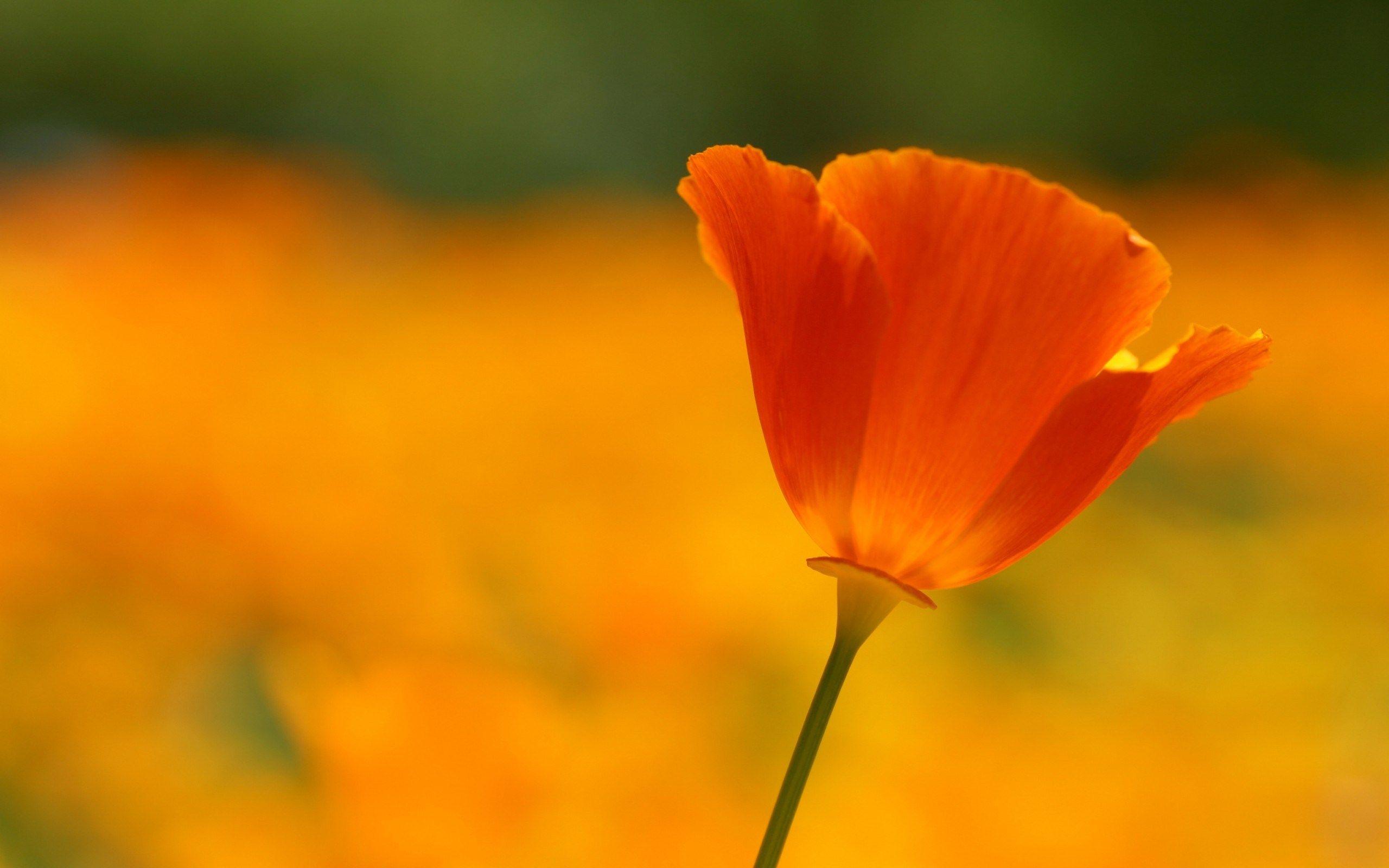 Poppy Flowers HD Wallpapers - Top Free Poppy Flowers HD Backgrounds ...