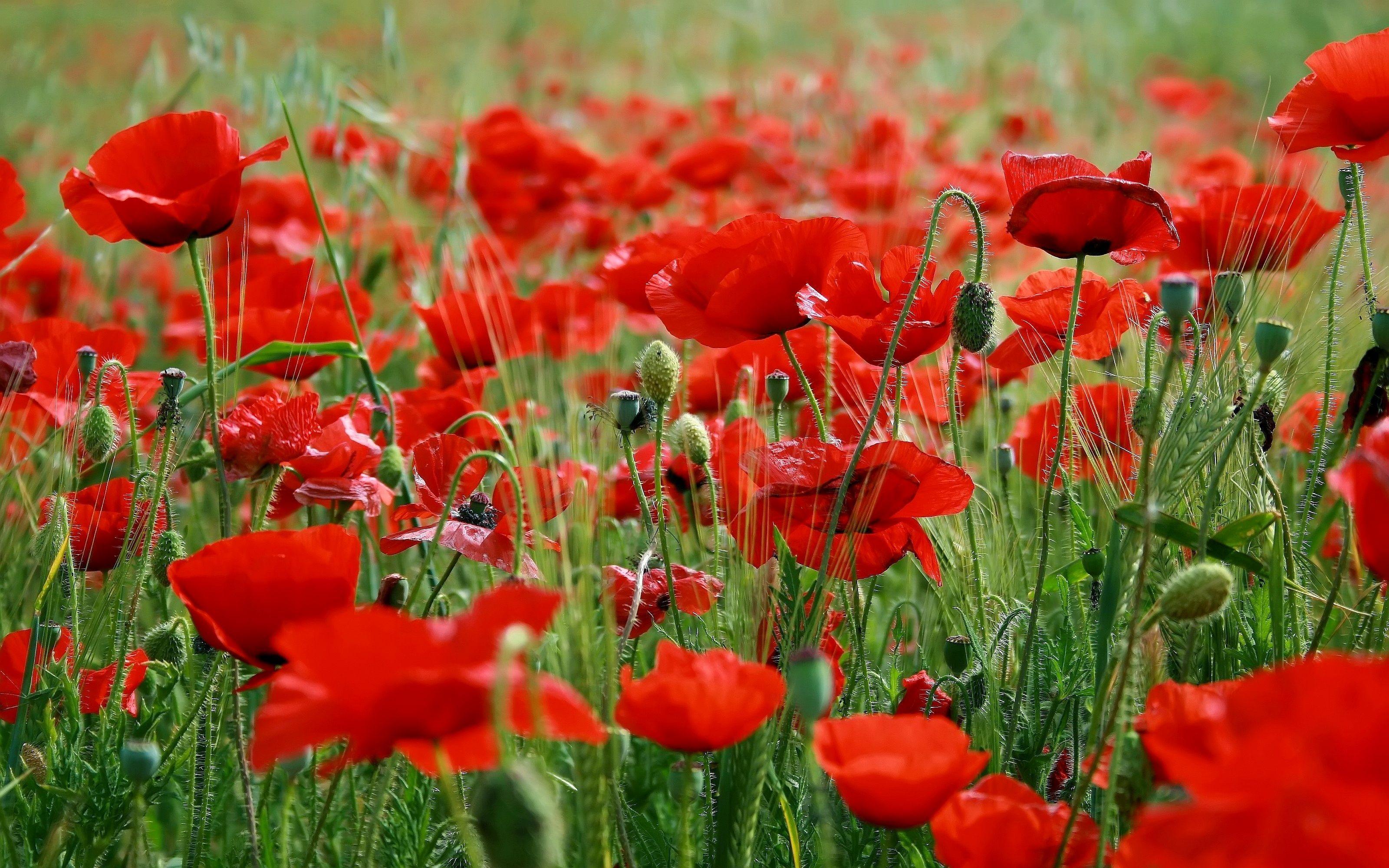 Poppy Flowers HD Wallpapers - Top Free Poppy Flowers HD Backgrounds ...