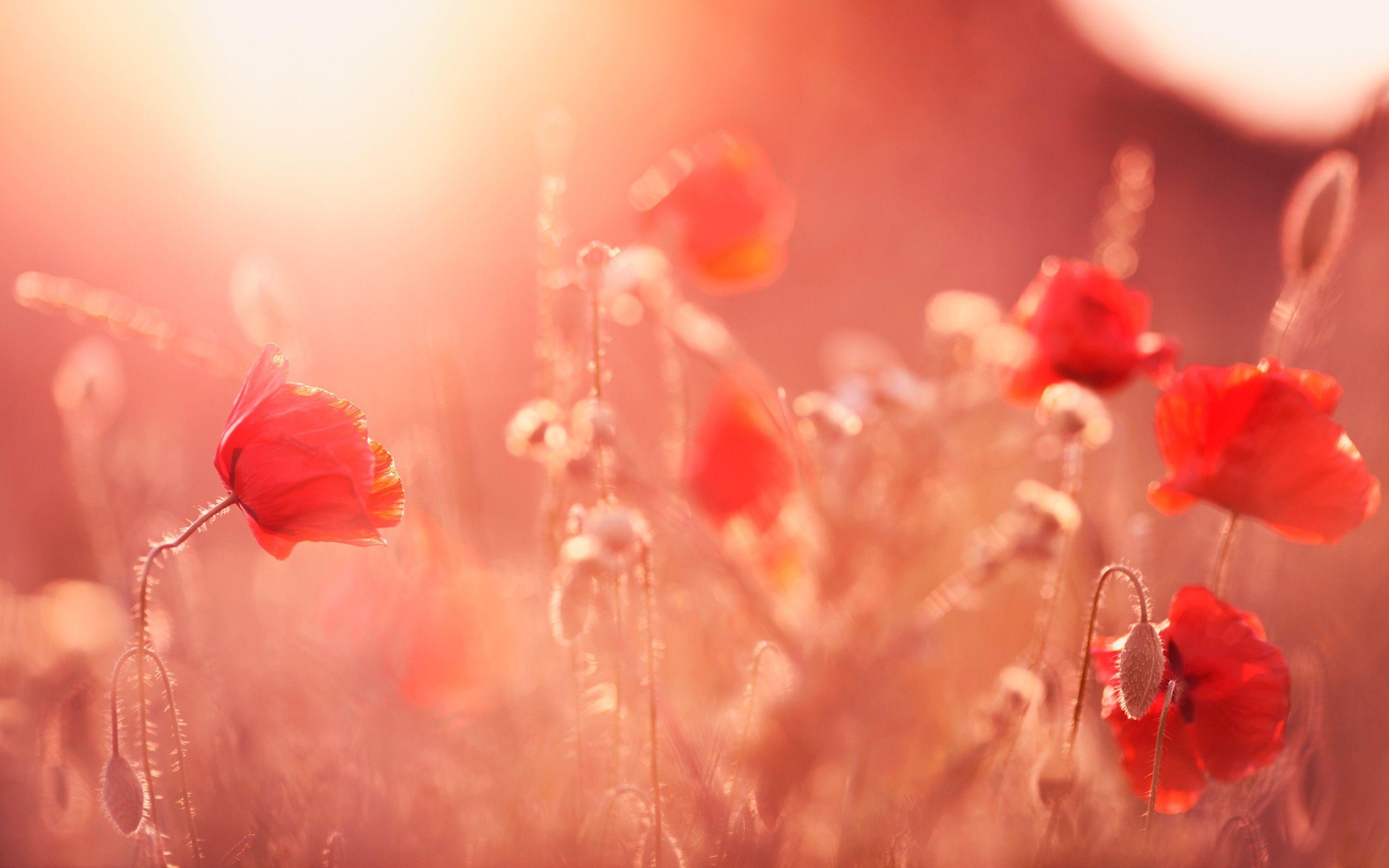 Poppy Flowers HD Wallpapers - Top Free Poppy Flowers HD Backgrounds ...