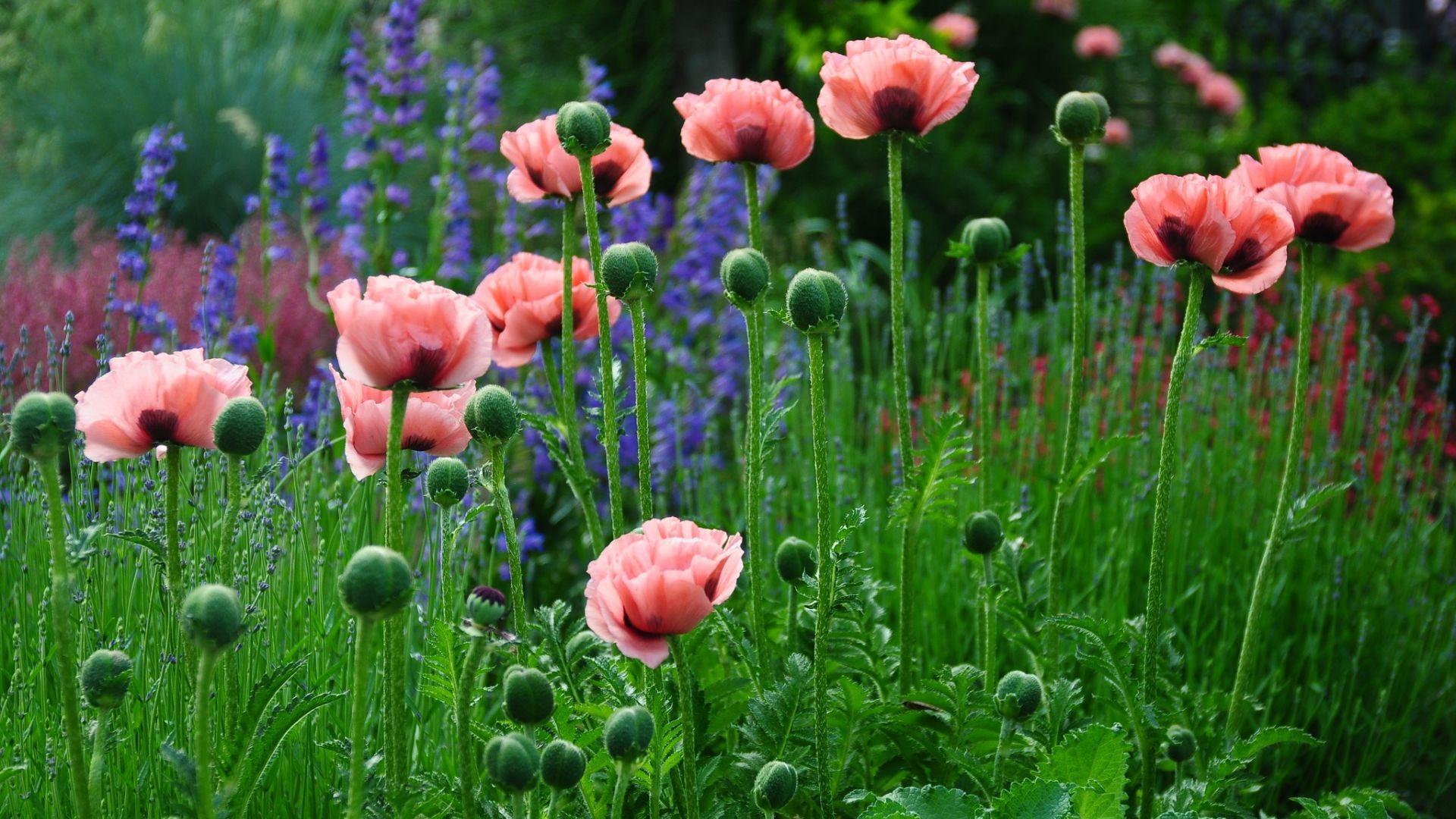 Poppy Flowers HD Wallpapers - Top Free Poppy Flowers HD Backgrounds ...