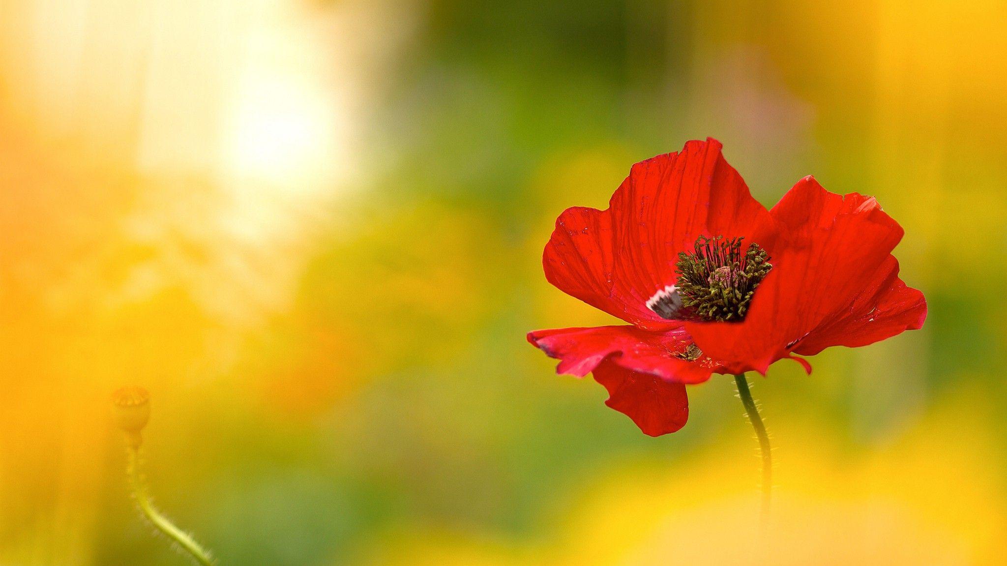 Poppy Flowers HD Wallpapers - Top Free Poppy Flowers HD Backgrounds ...