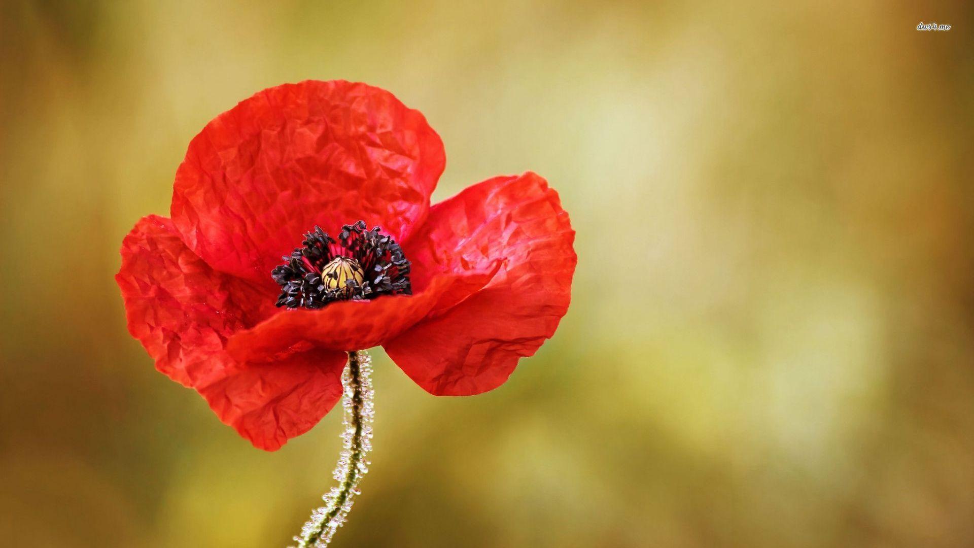 Poppy Flowers HD Wallpapers - Top Free Poppy Flowers HD Backgrounds ...