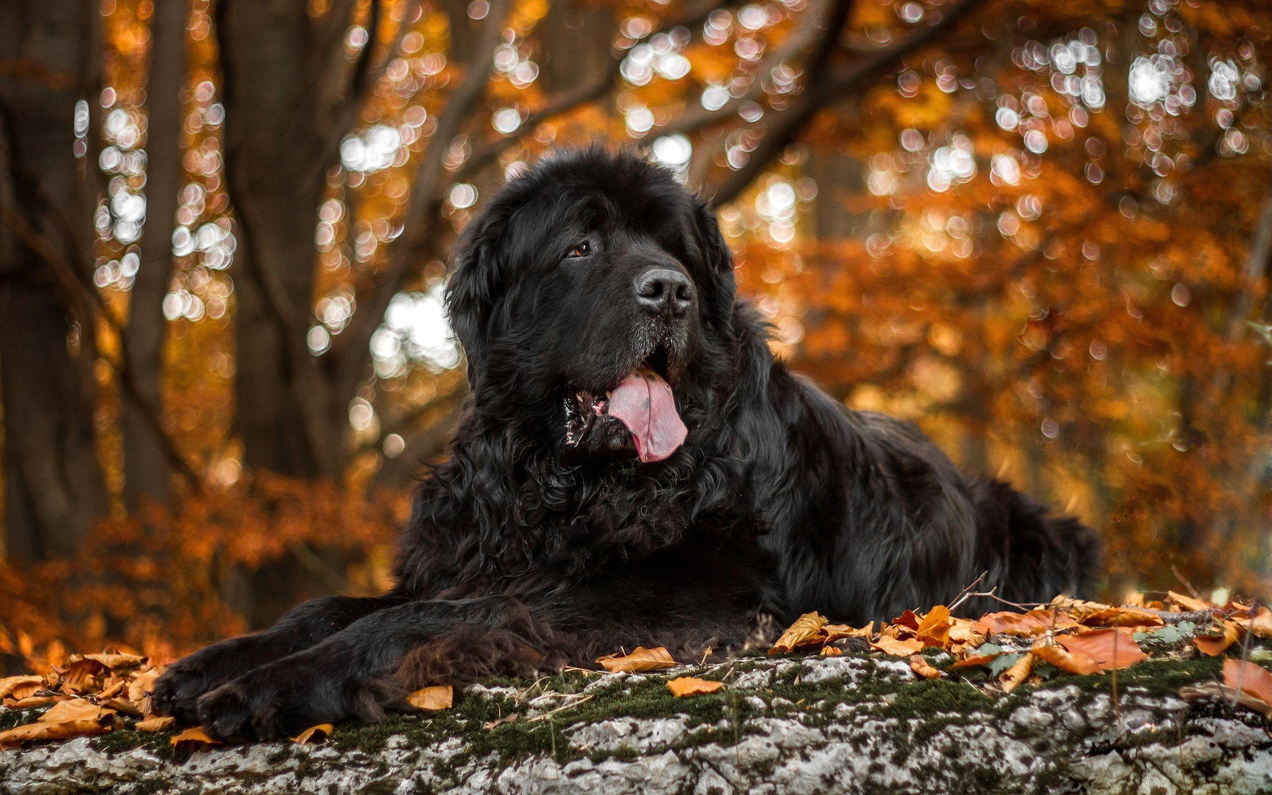 Newfoundland Dog Wallpapers Top Free Newfoundland Dog Backgrounds