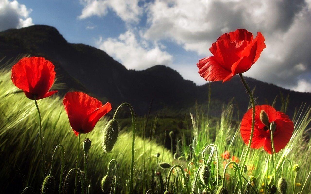 Poppy Flowers HD Wallpapers - Top Free Poppy Flowers HD Backgrounds ...