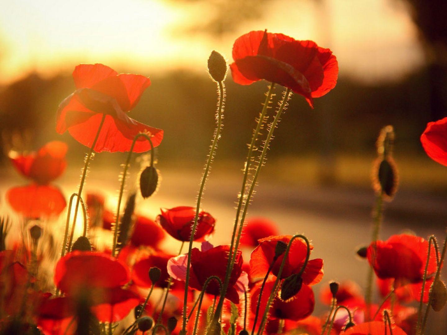 Poppy Flowers HD Wallpapers - Top Free Poppy Flowers HD Backgrounds ...