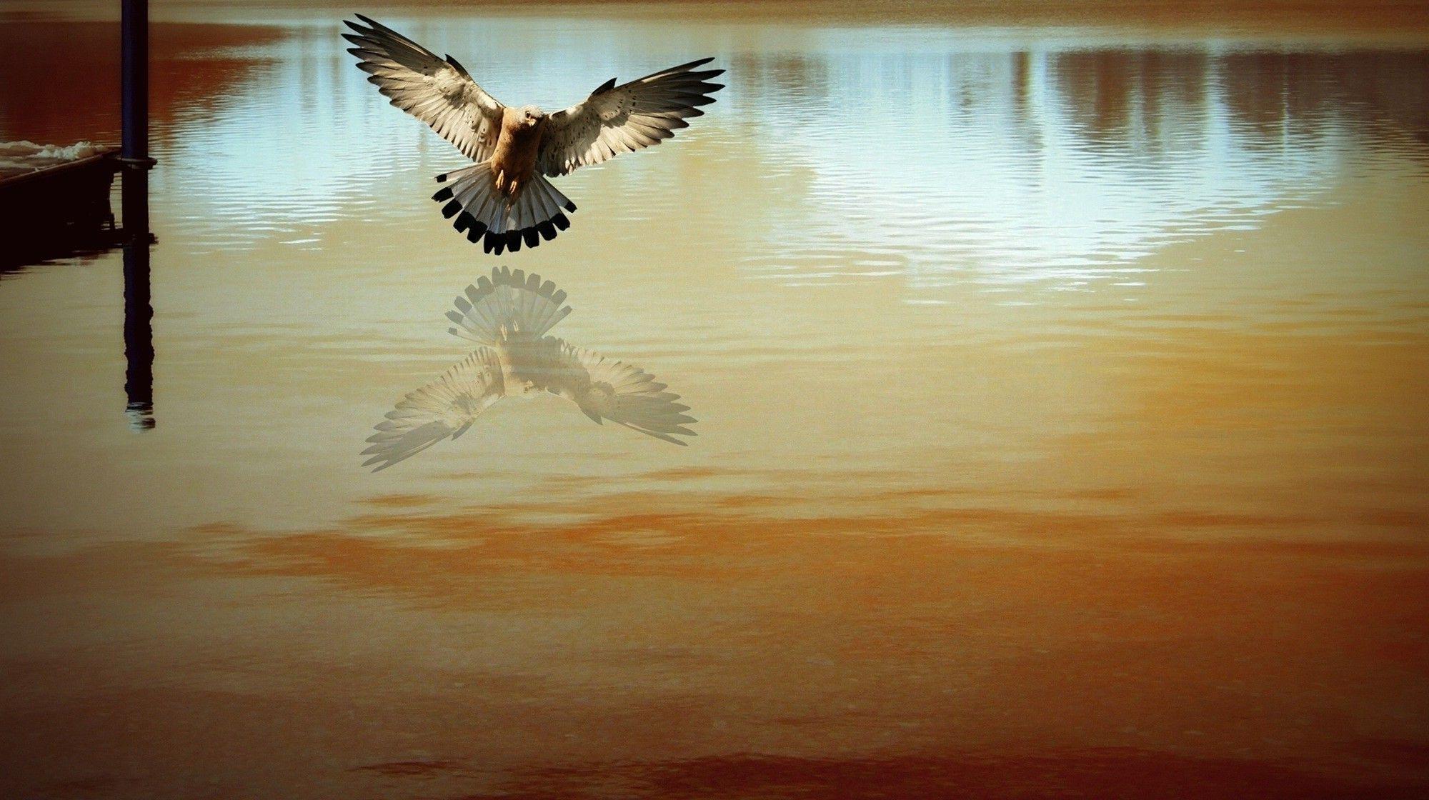 Abstract Birds Wallpapers - Top Free Abstract Birds Backgrounds ...