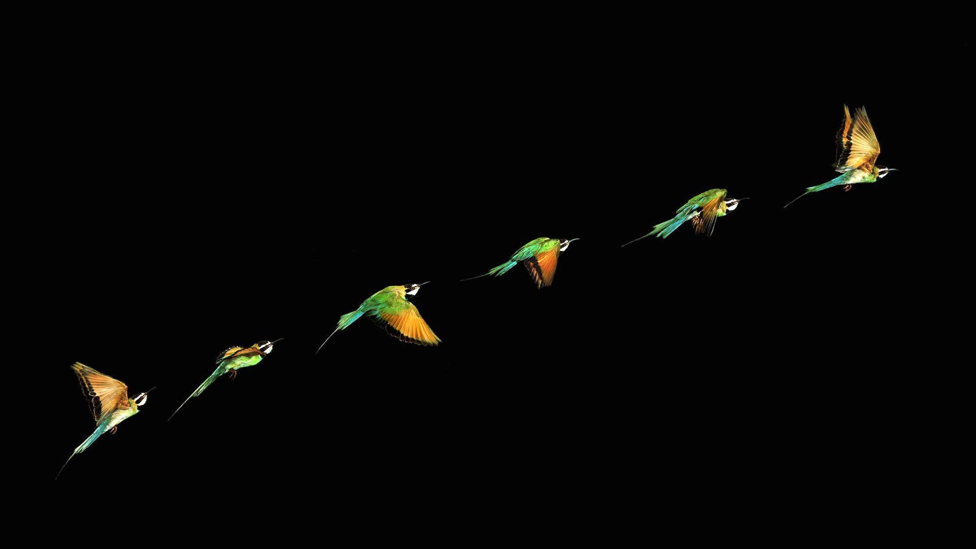 Abstract Birds Wallpapers - Top Free Abstract Birds Backgrounds ...