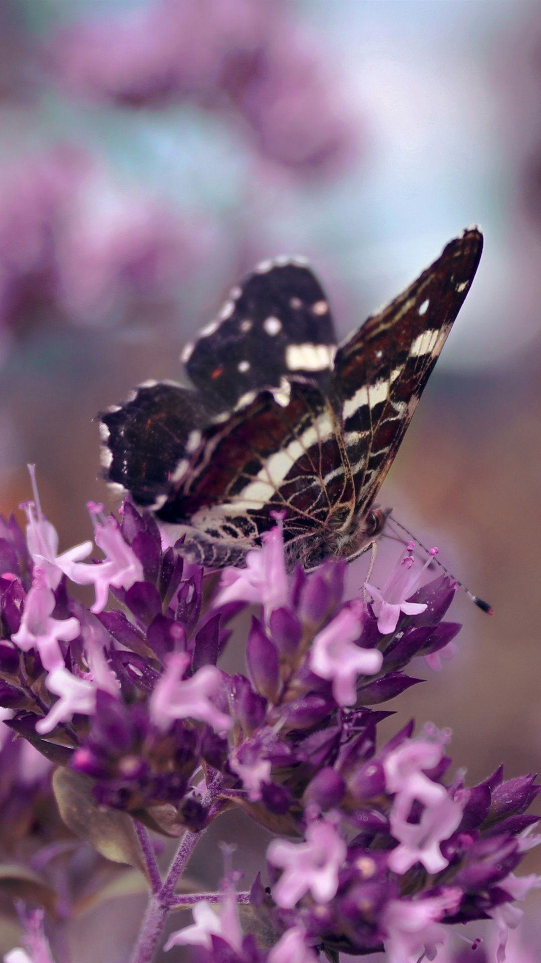Purple Flowers And Butterflies Wallpapers Top Free Purple Flowers And
