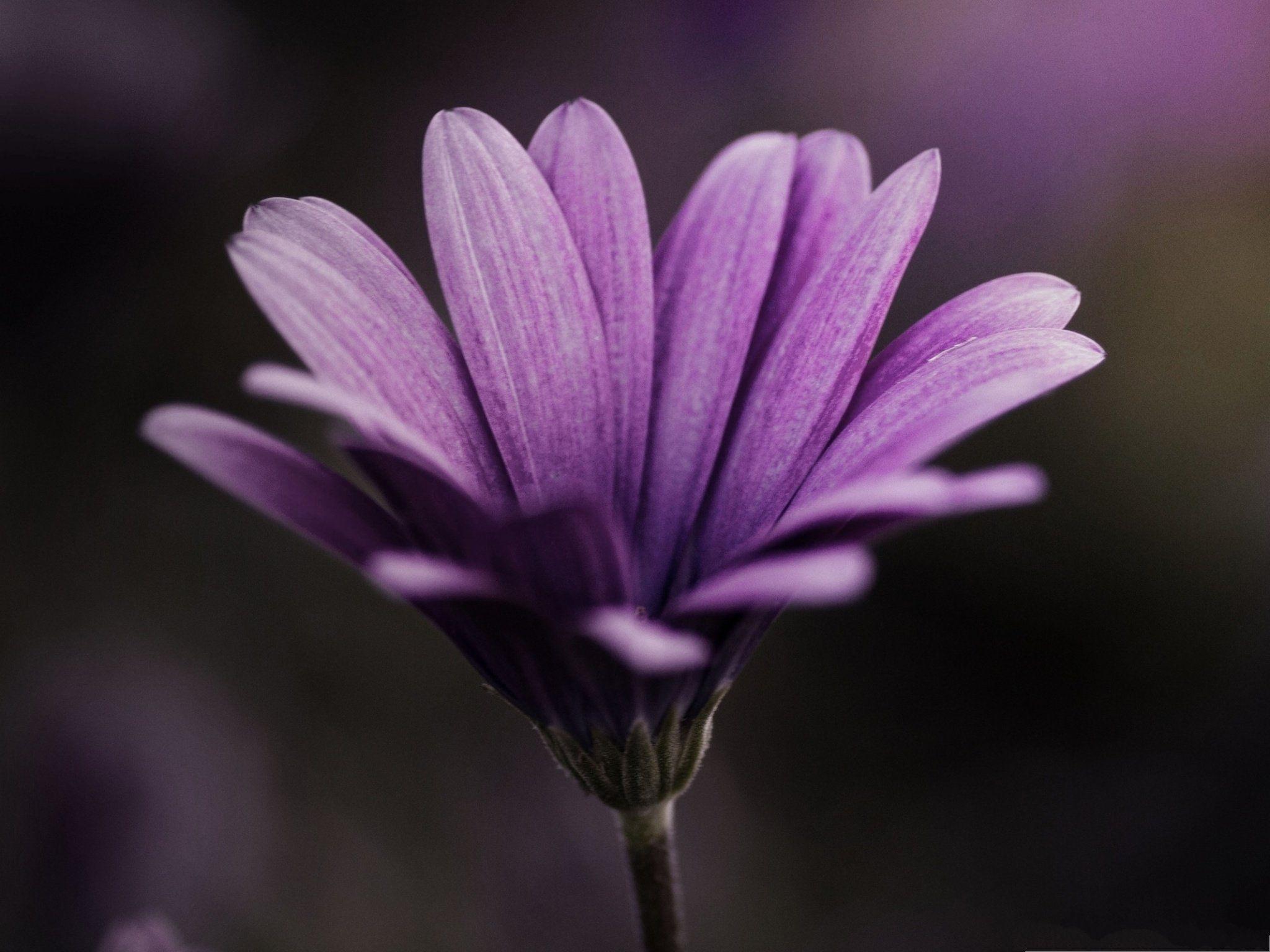 Minimalist Purple Flowers Wallpapers - Top Free Minimalist Purple ...