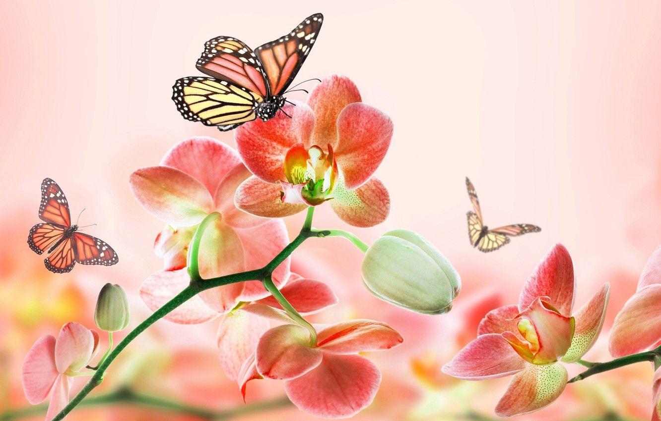 Beautiful Summer Butterfly Wallpapers - Top Free Beautiful Summer ...