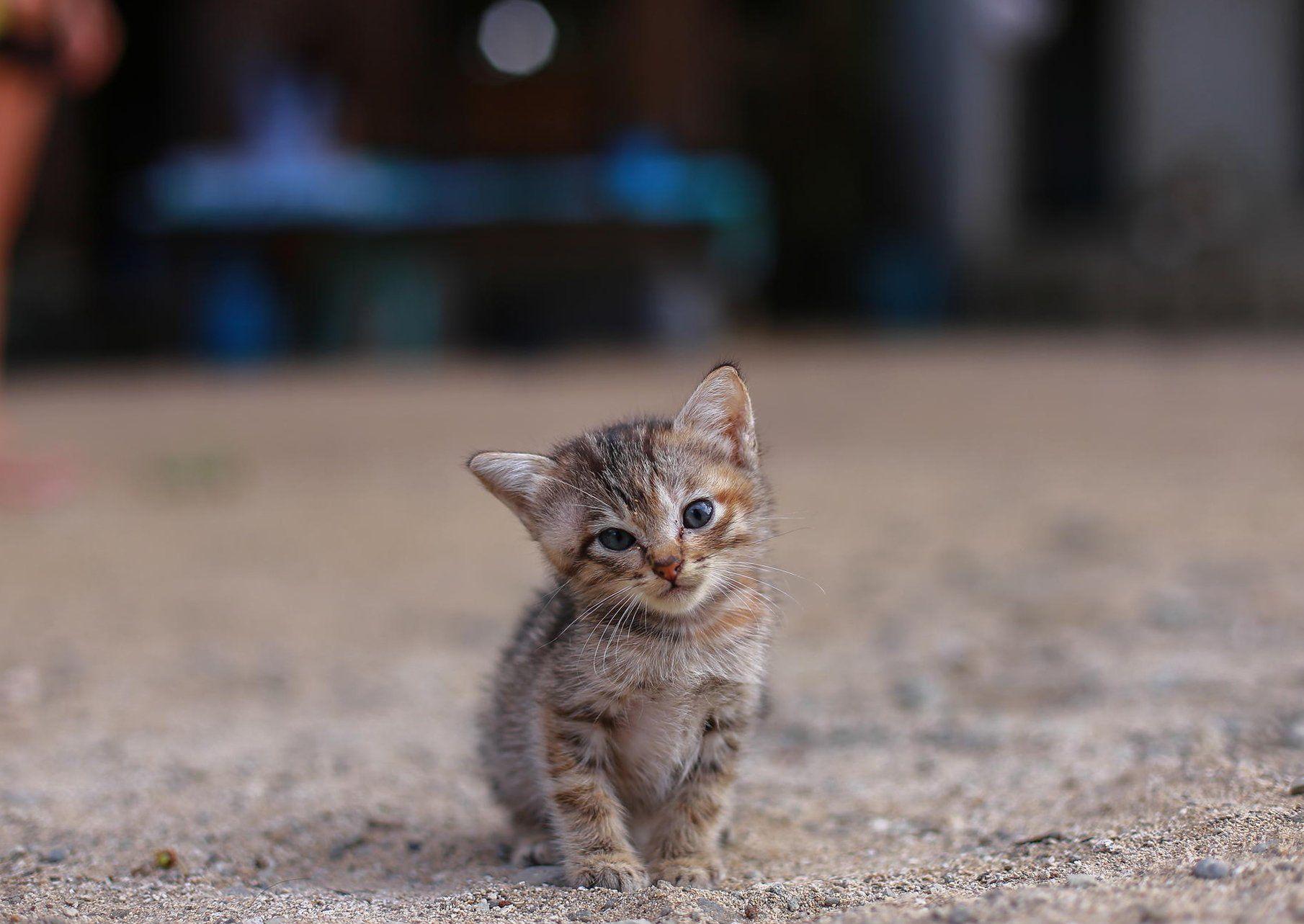 Cute Cat Computer Wallpapers - Top Free Cute Cat Computer Backgrounds ...