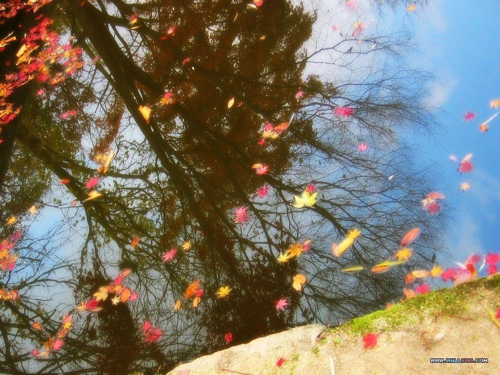 Korea Fall Wallpapers - Top Free Korea Fall Backgrounds - WallpaperAccess