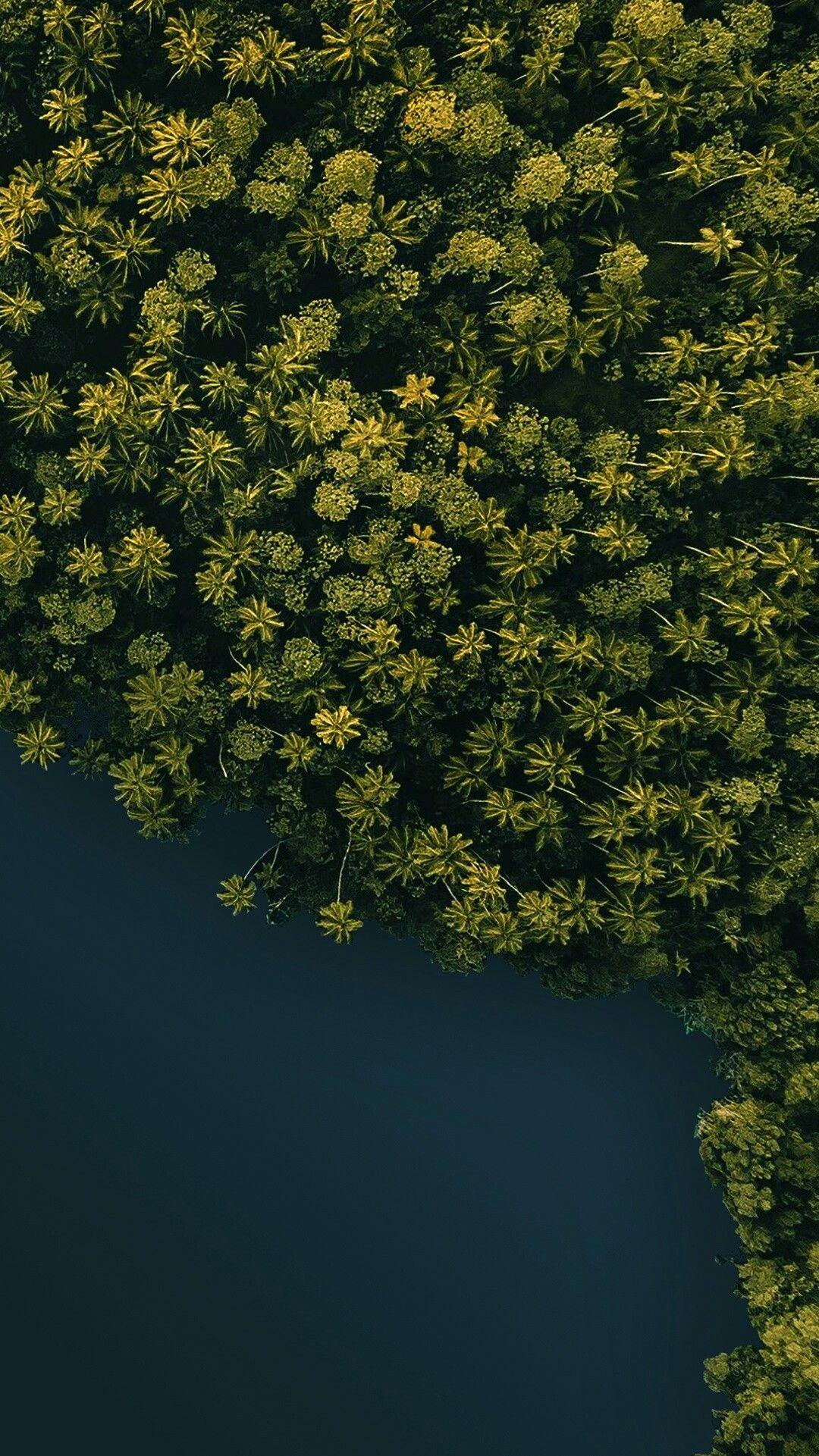 Drone Forest Wallpapers - Top Free Drone Forest Backgrounds ...