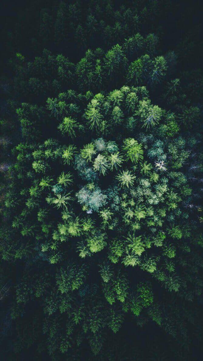 Drone Forest Wallpapers - Top Free Drone Forest Backgrounds ...