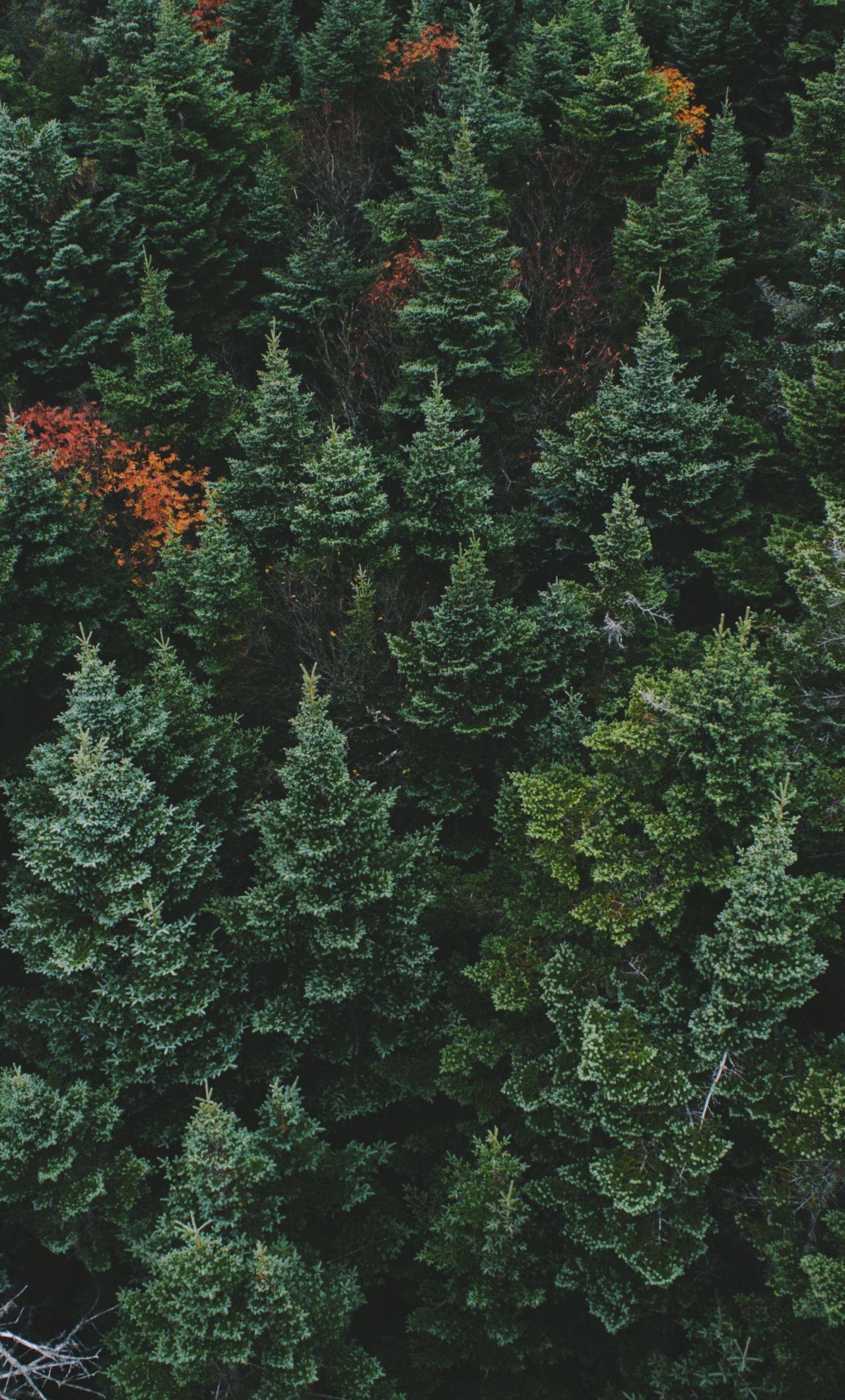 Drone Forest Wallpapers - Top Free Drone Forest Backgrounds ...
