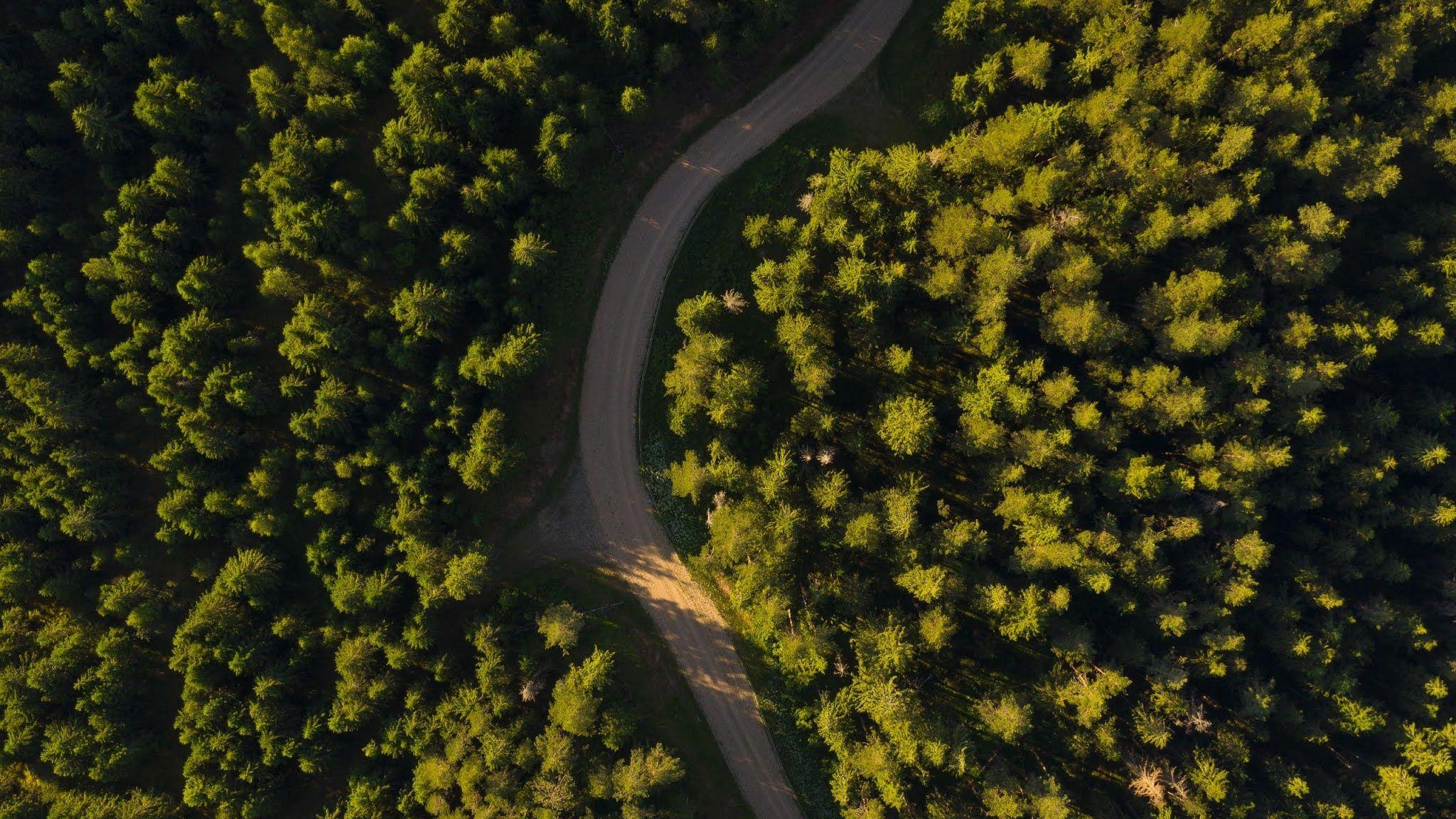 Drone Forest Wallpapers - Top Free Drone Forest Backgrounds ...