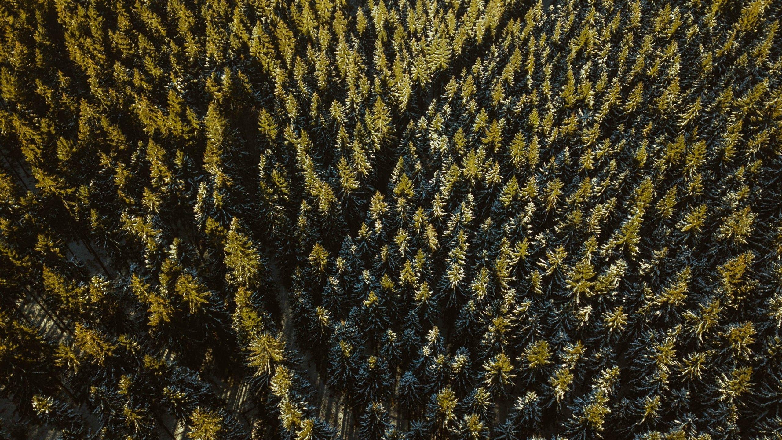 Drone Forest Wallpapers - Top Free Drone Forest Backgrounds ...