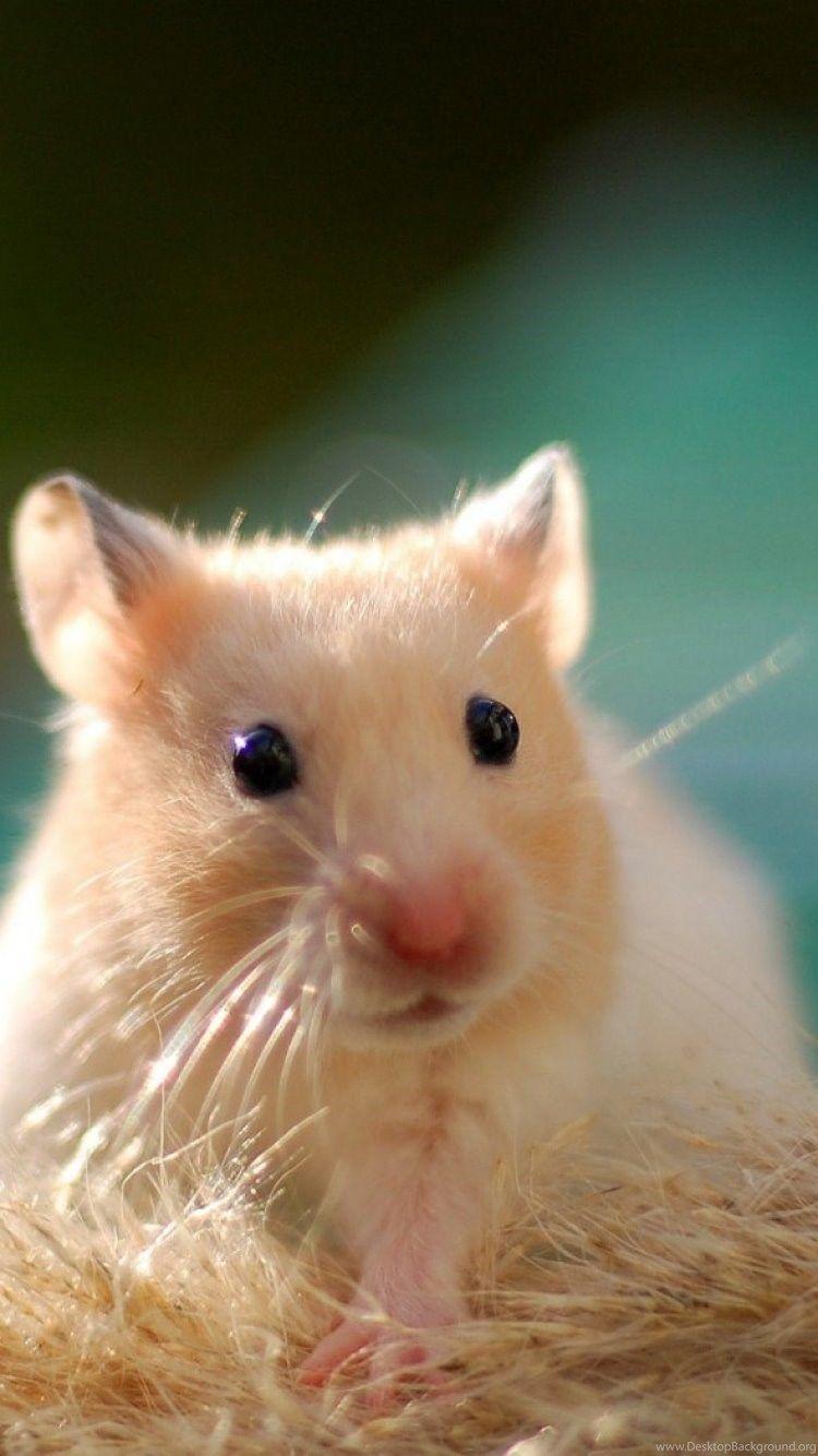 Hamster Phone Wallpapers - Top Free Hamster Phone Backgrounds ...