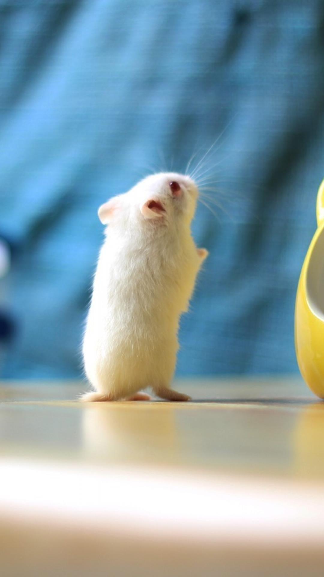 Hamster Phone Wallpapers - Top Free Hamster Phone Backgrounds ...