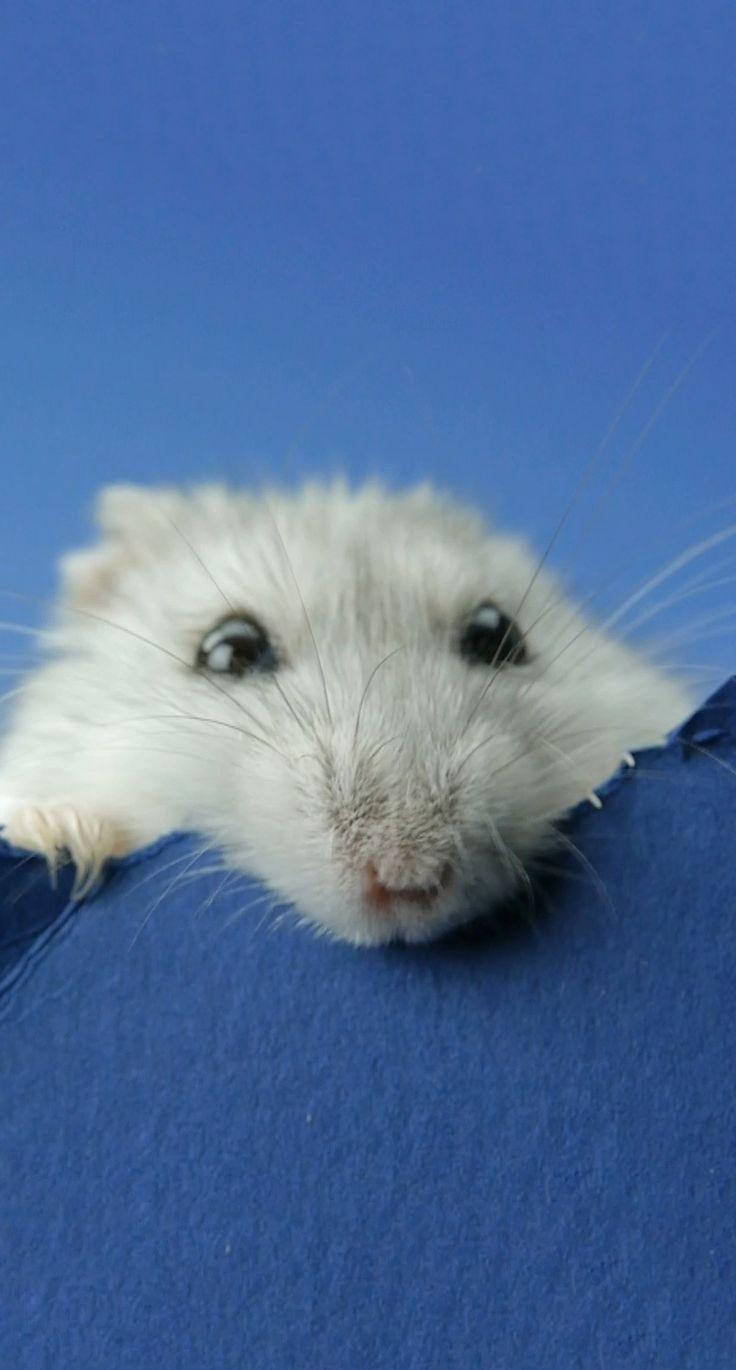 Hamster Phone Wallpapers - Top Free Hamster Phone Backgrounds ...